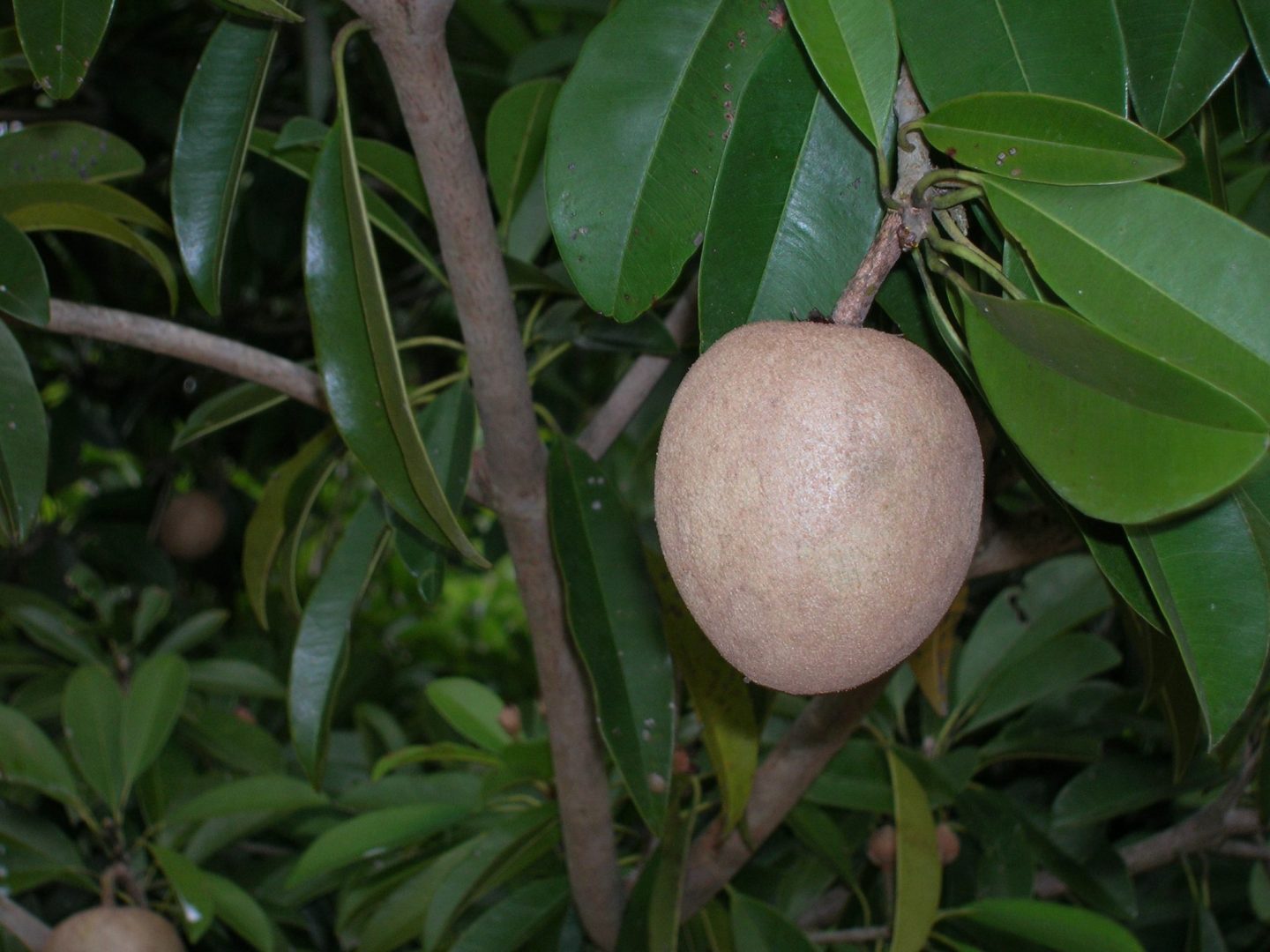 Sapodilla - Richard Lyons Nursery, Inc.