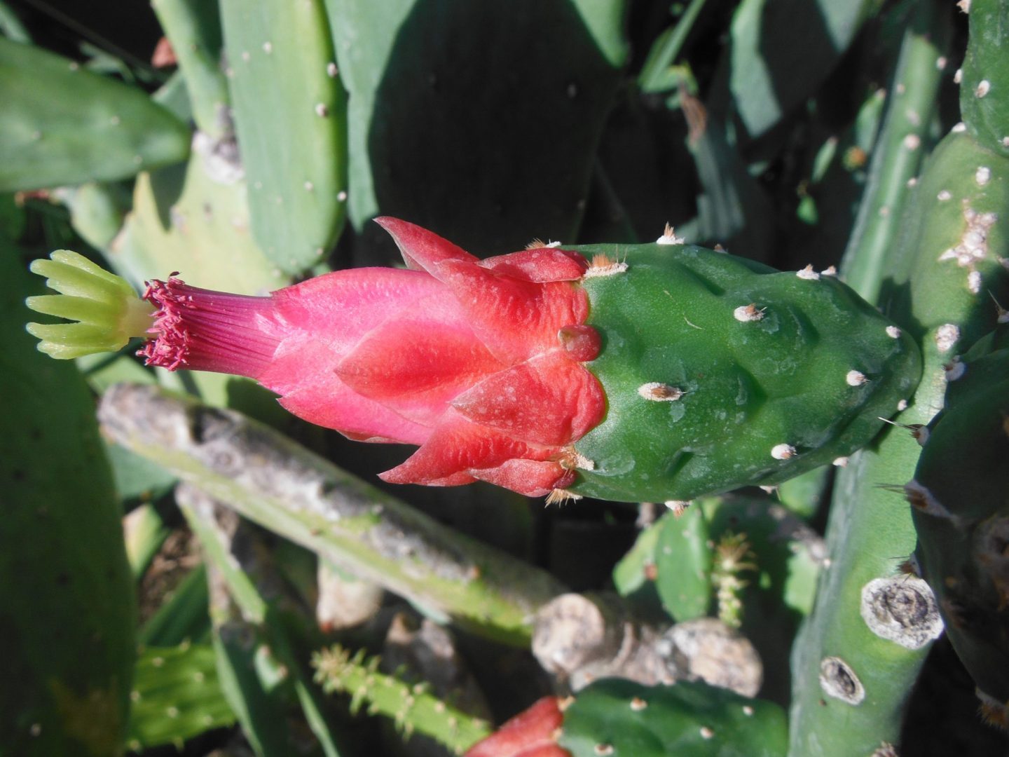 Opuntia cochenillifera(Nopal Cactus) - Richard Lyons Nursery, Inc.