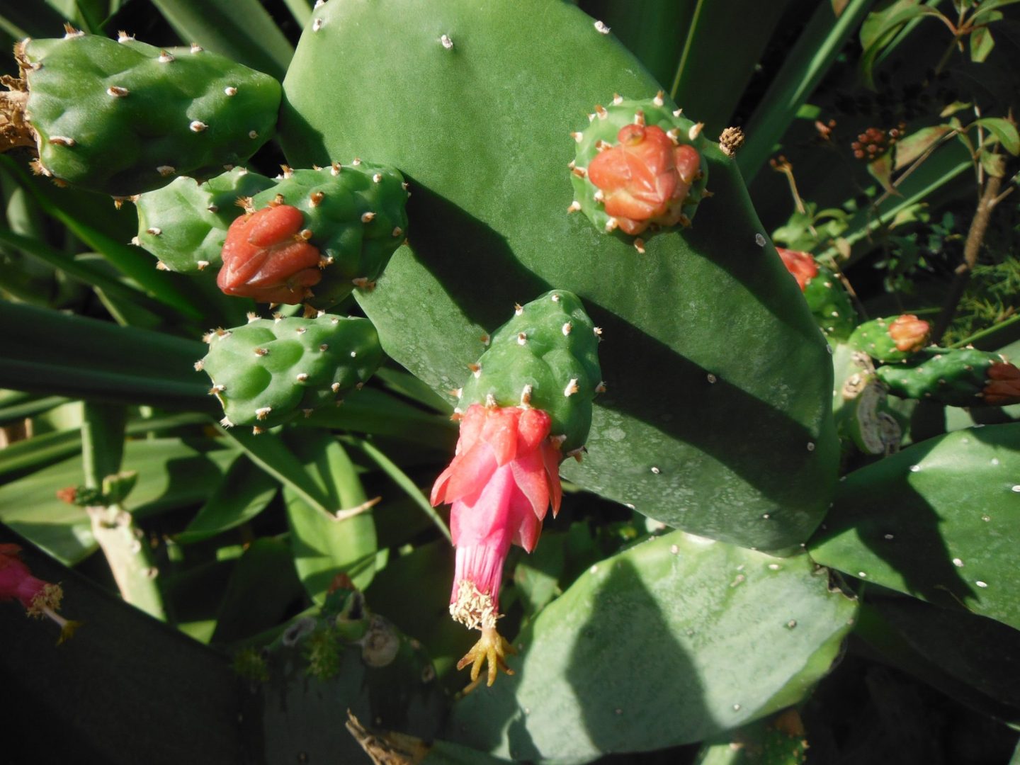 Opuntia cochenillifera(Nopal Cactus3) - Richard Lyons Nursery, Inc.