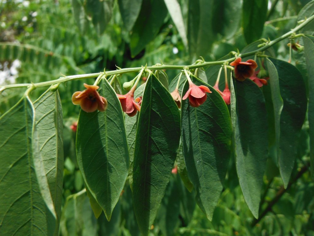 Sauropus androgynus(Katuk Sweetleaf) - Richard Lyons Nursery, Inc.
