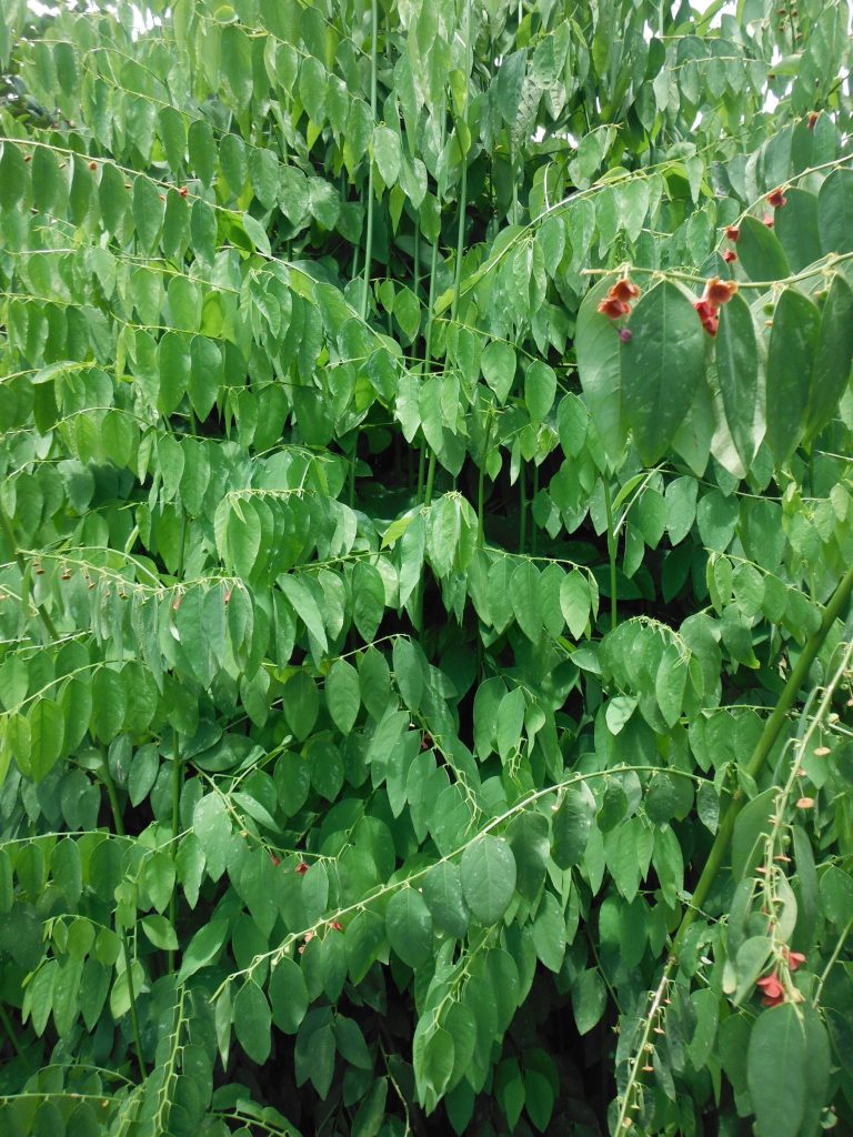 Sauropus androgynus(Katuk Sweetleaf2) - Richard Lyons Nursery, Inc.