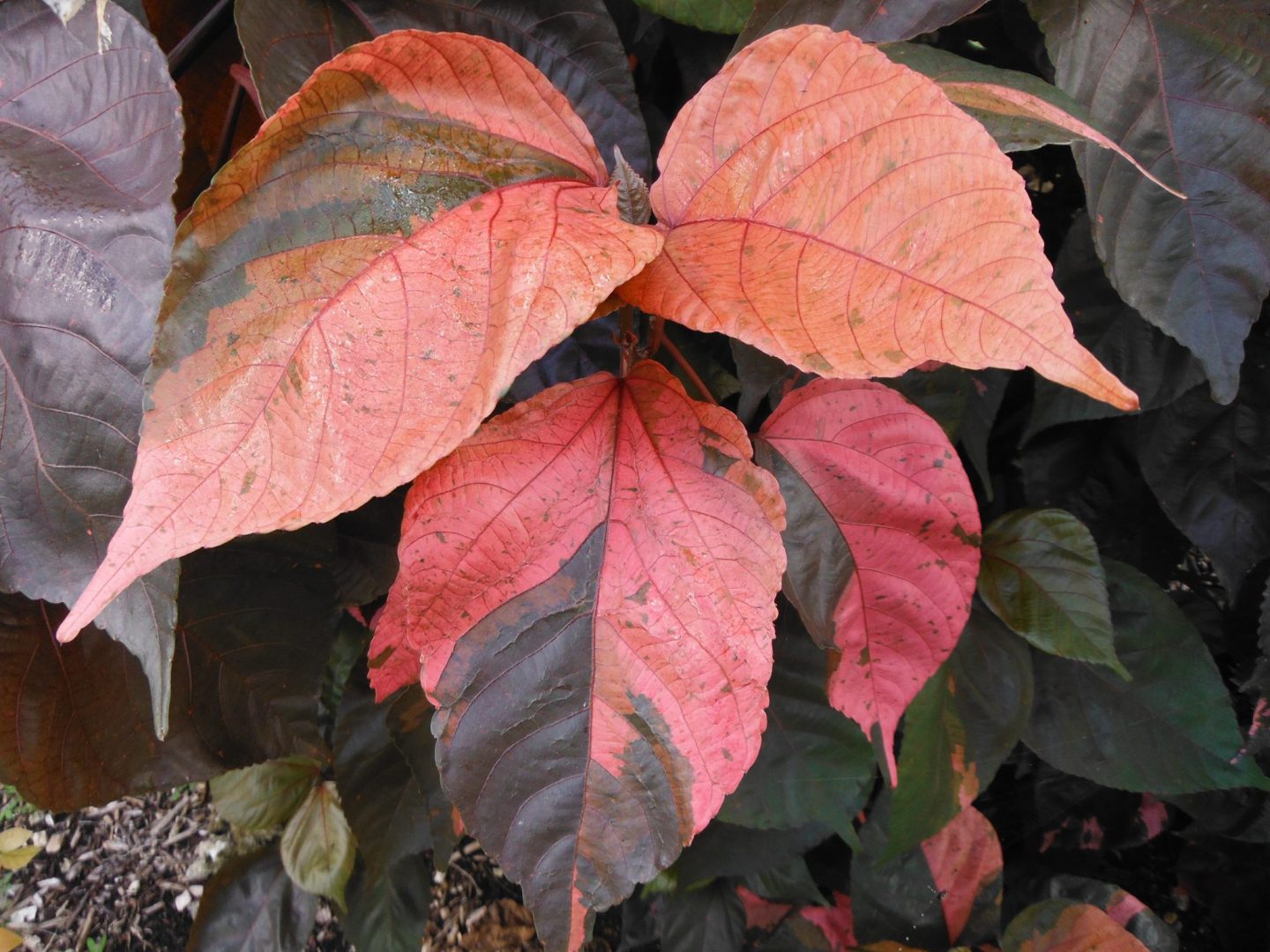 The Colorful Copperleaf Shrubs - Richard Lyons Nursery, Inc.