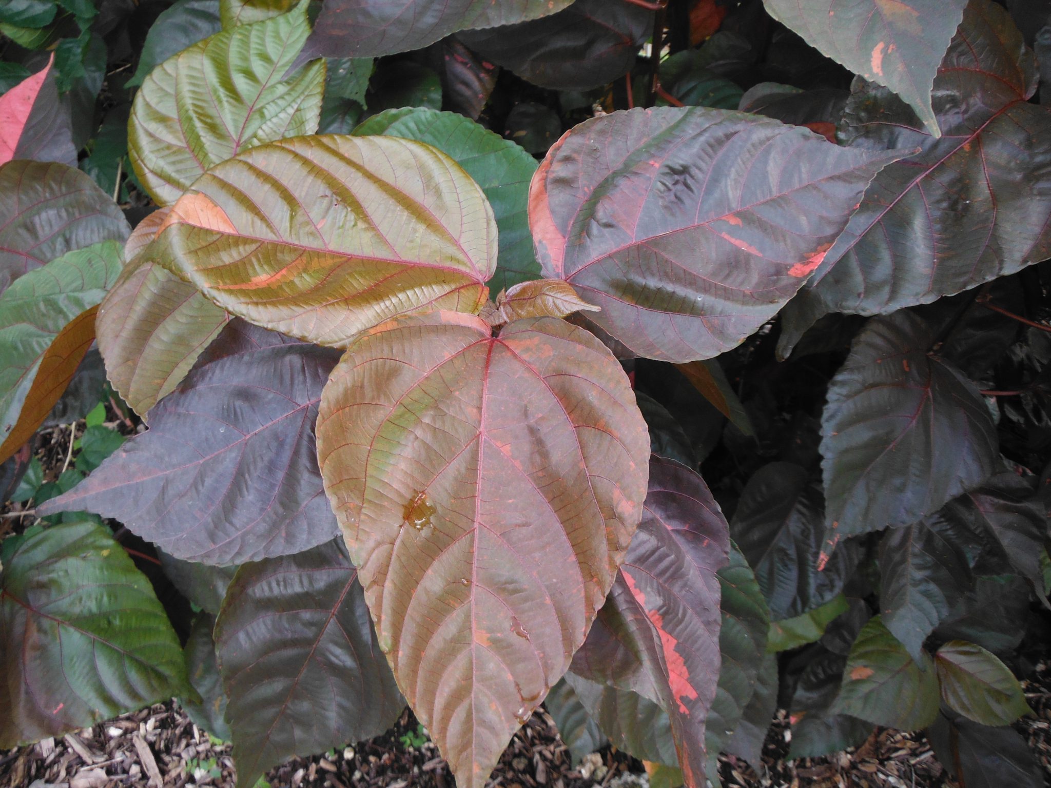 Acalypha Wilkesiana Louisiana Redcopperleaf2 Richard Lyons Nursery Inc