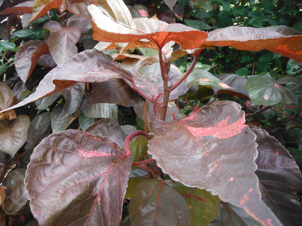 Acalypha wilkesiana 'Louisiana Red'(Copperleaf4) - Richard Lyons ...