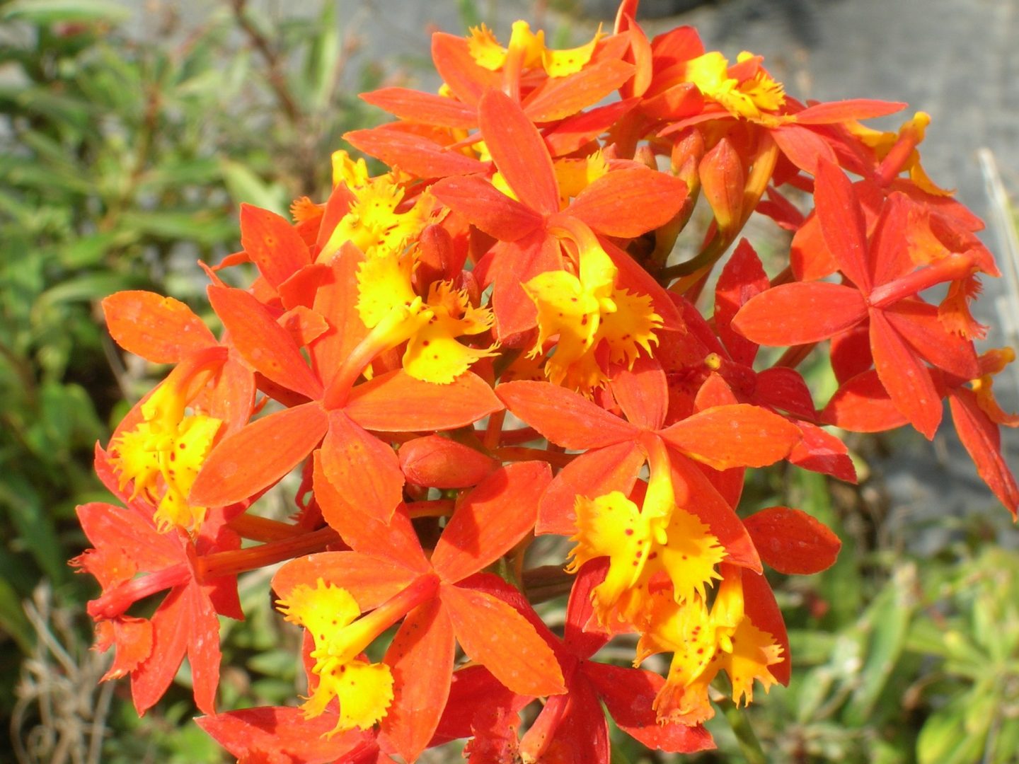 Epidendrum cinnabarinum (Reed Stem Orchid) - Richard Lyons Nursery, Inc.