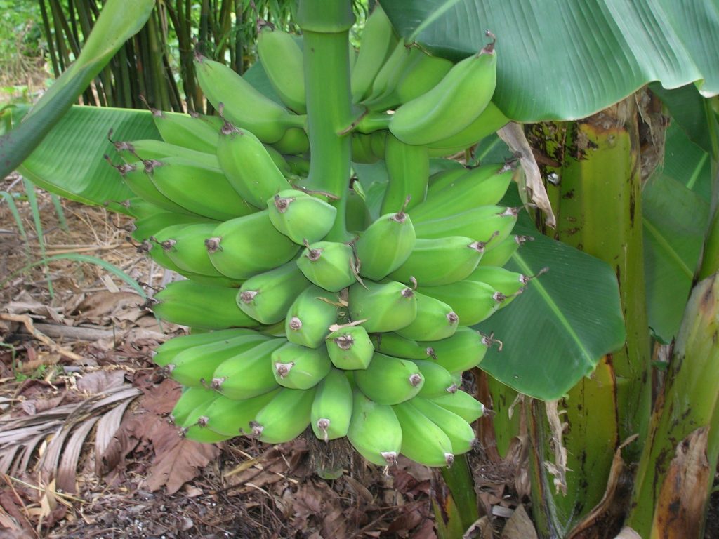 Musa sp. (Banana) - Richard Lyons Nursery, Inc.