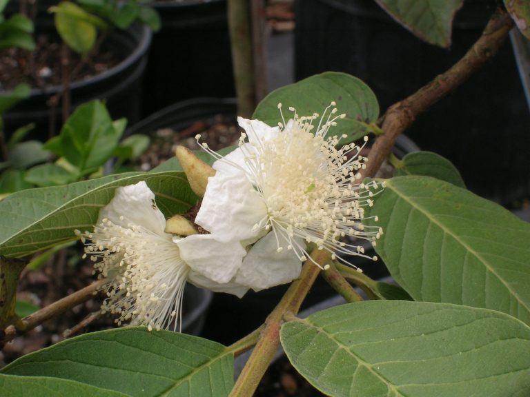 Psidium guajava (Guava Tree) - Richard Lyons Nursery, Inc.