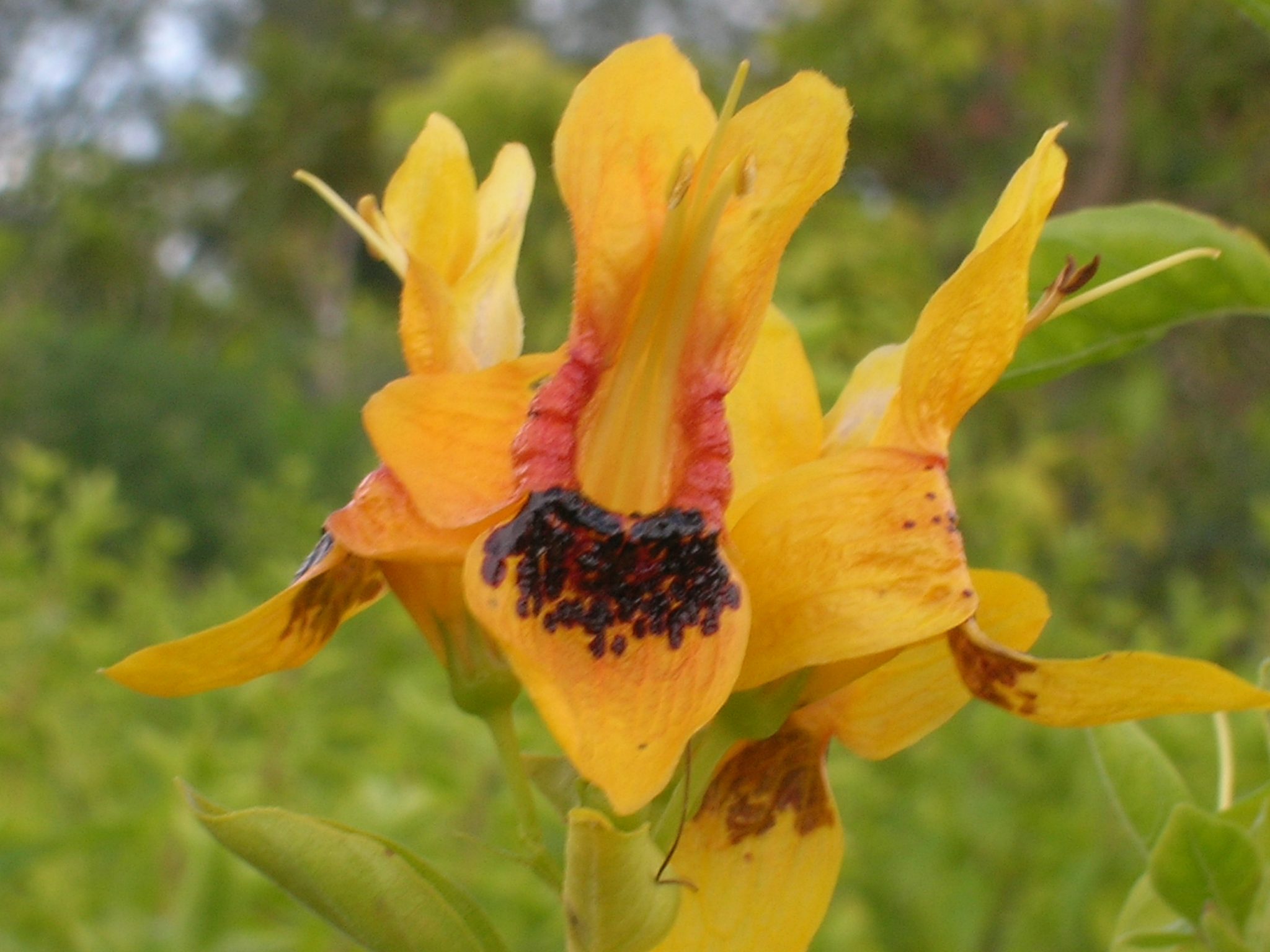 Ruttya fruticosa (Light Orange Rabbit Ears1) - Richard Lyons Nursery, Inc.