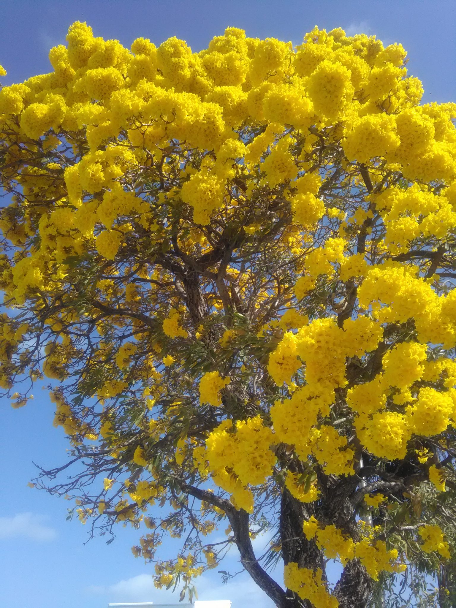 Under The Jakfruit Tree - Richard Lyons Nursery, Inc.