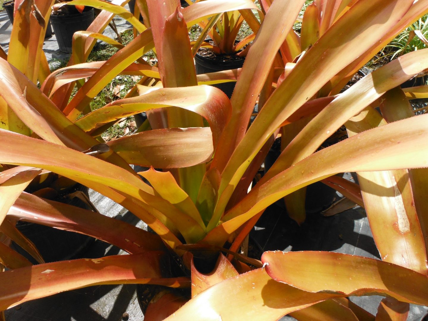 Aechmea blanchetiana(Orange Bromeliad) - Richard Lyons Nursery, Inc.