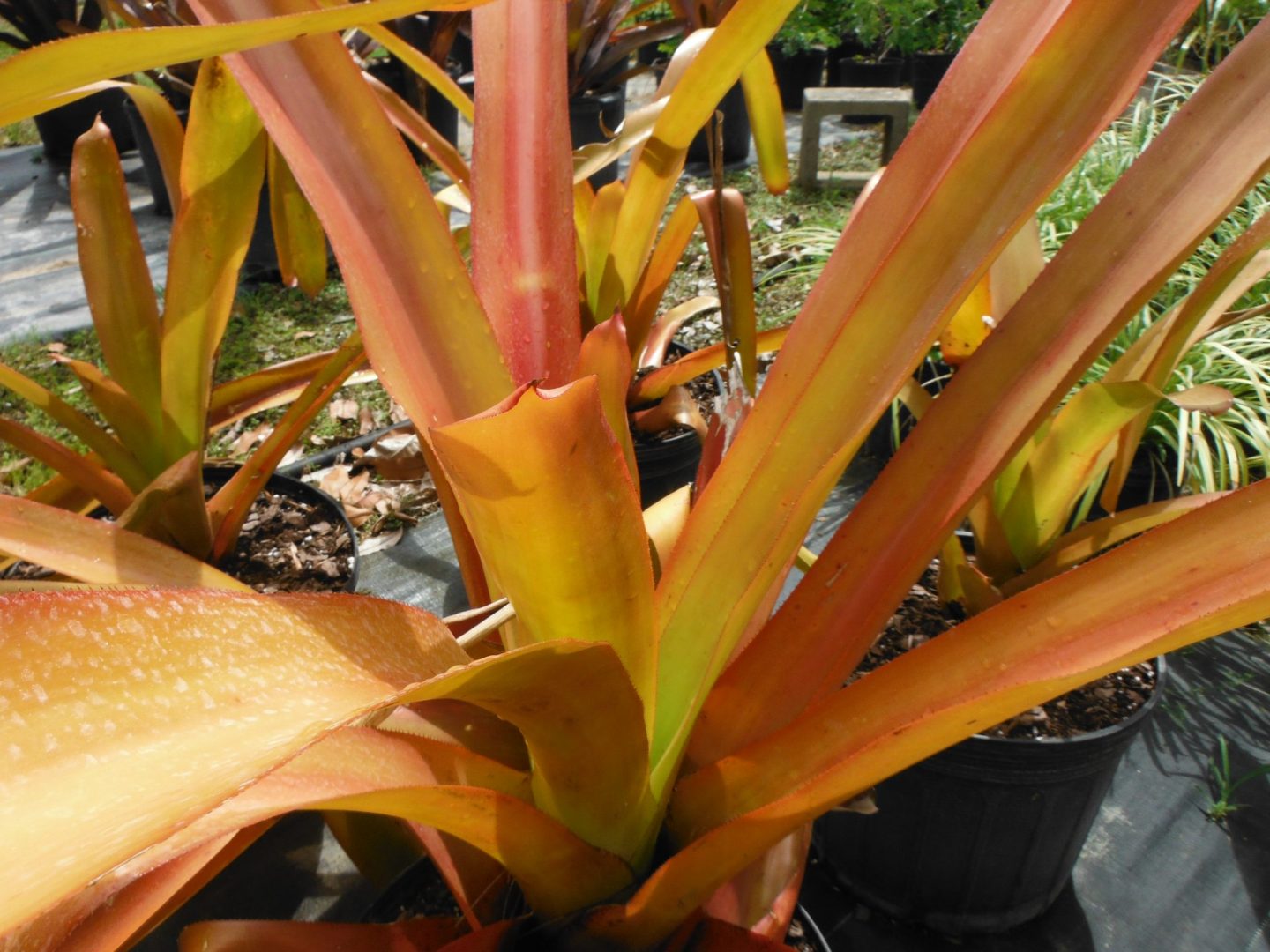 Aechmea blanchetiana(Orange Bromeliad2) - Richard Lyons Nursery, Inc.