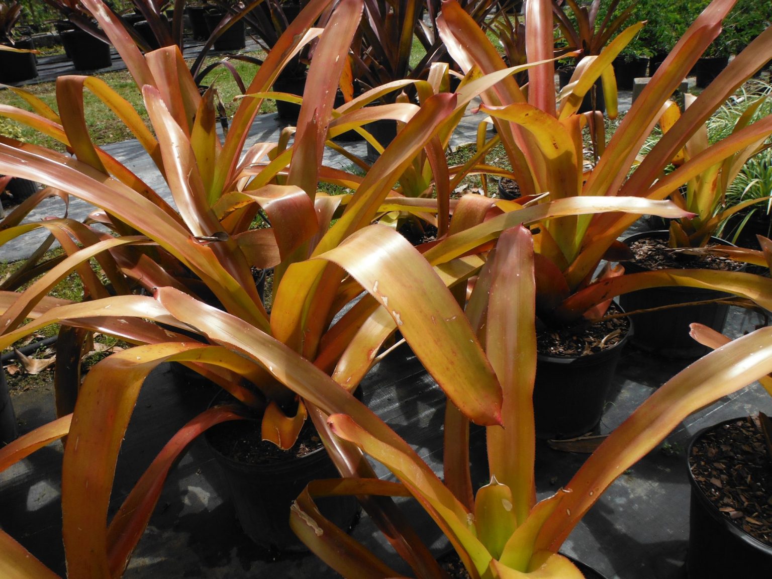 Aechmea blanchetiana(Orange Bromeliad6) - Richard Lyons Nursery, Inc.