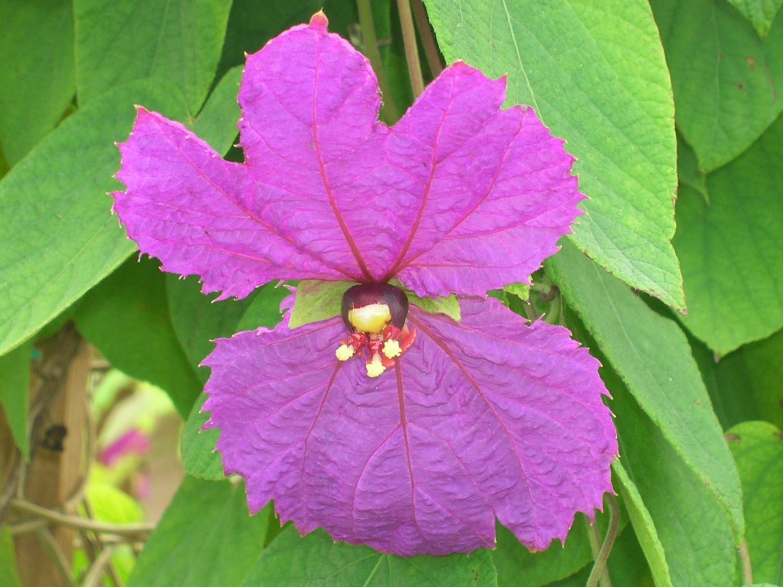 Dalechampia dioscoreifolia - Richard Lyons Nursery, Inc.