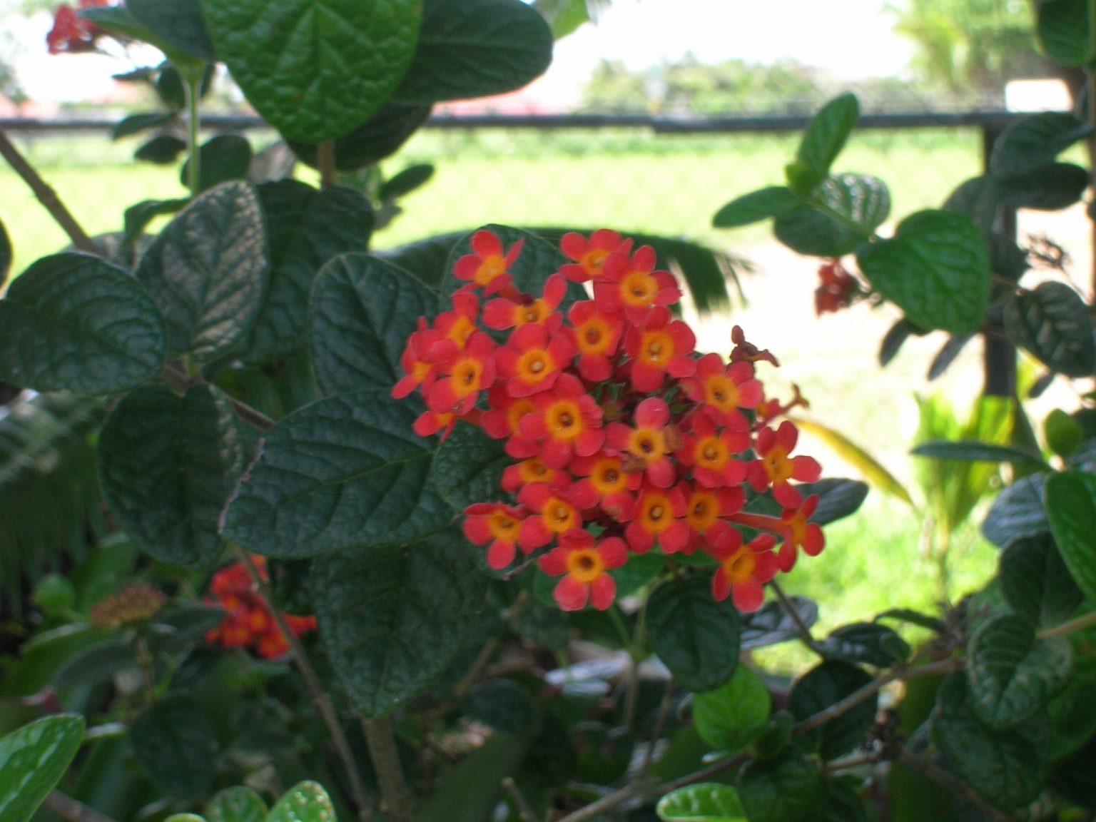 Rondeletia odorata (Panama Rose) - Richard Lyons Nursery, Inc.