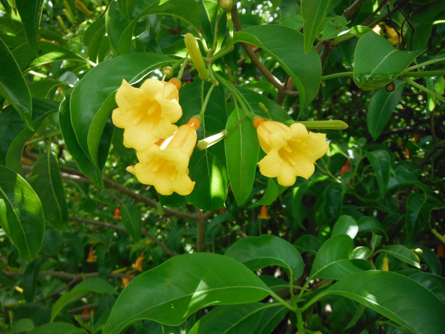 Under The Jakfruit Tree - Richard Lyons Nursery, Inc.