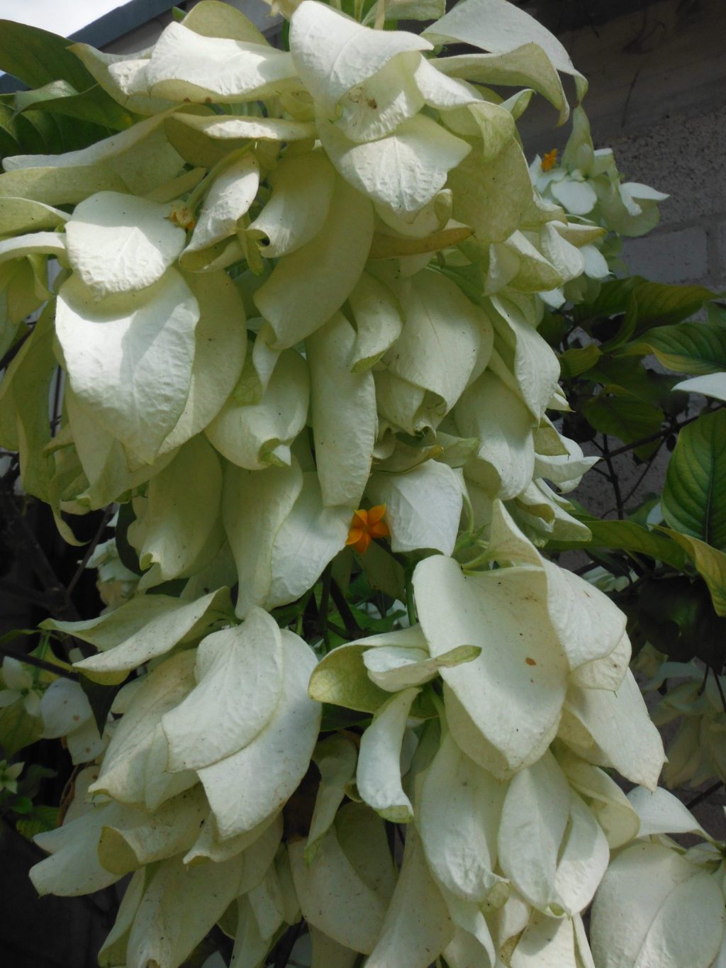 Under The Jakfruit Tree - Richard Lyons Nursery, Inc.