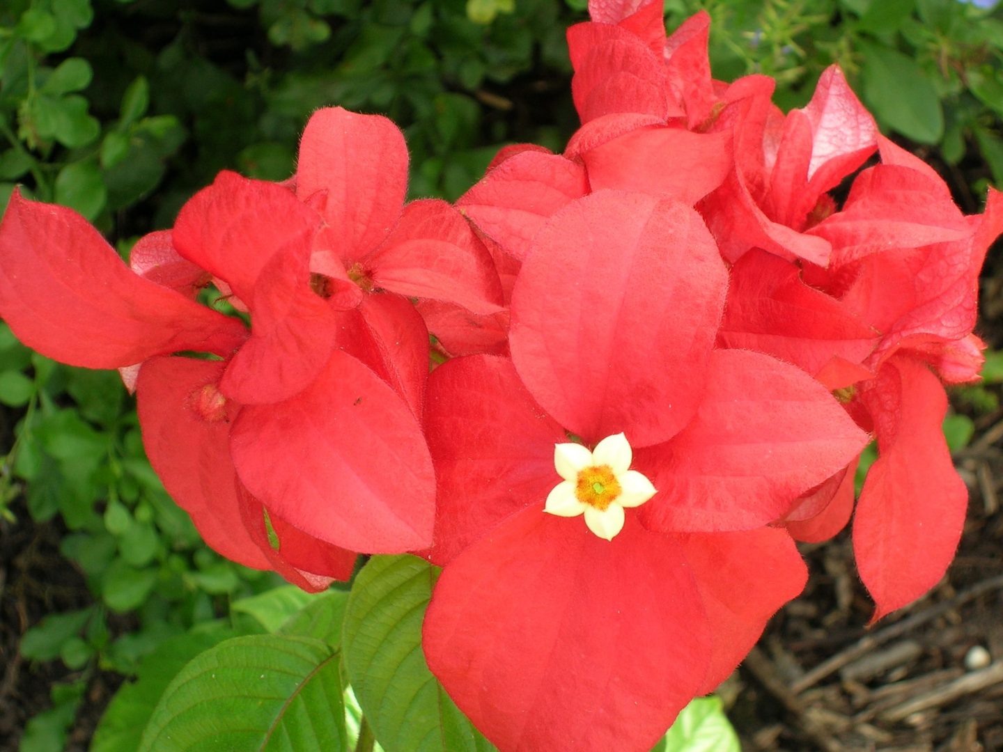 Under The Jakfruit Tree - Richard Lyons Nursery, Inc.