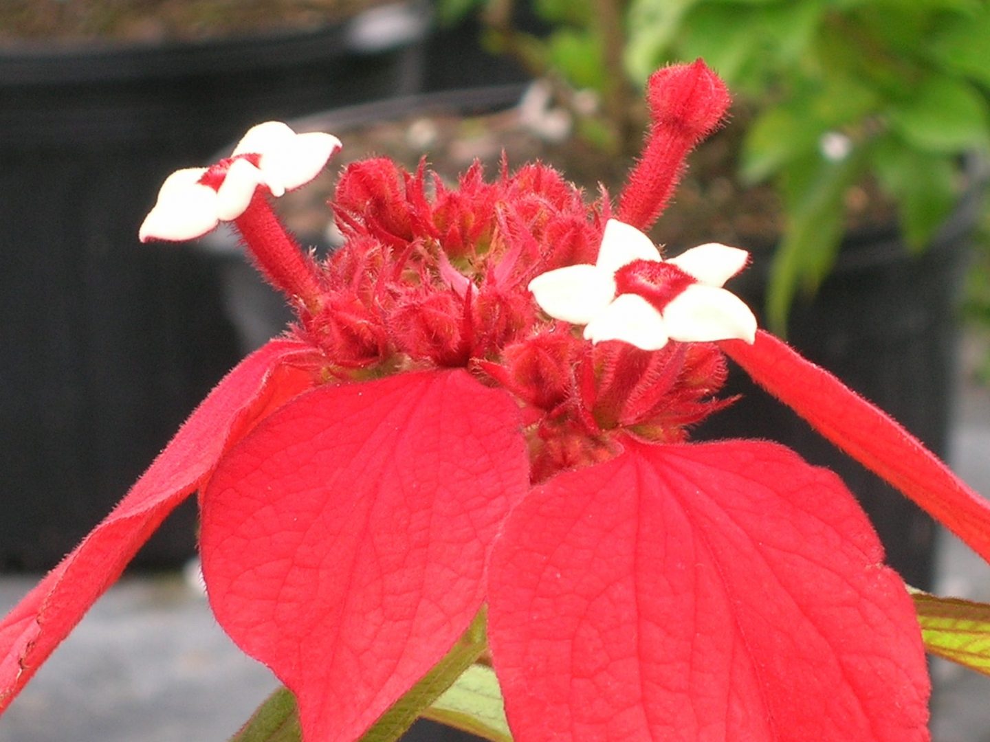 Under The Jakfruit Tree - Richard Lyons Nursery, Inc.