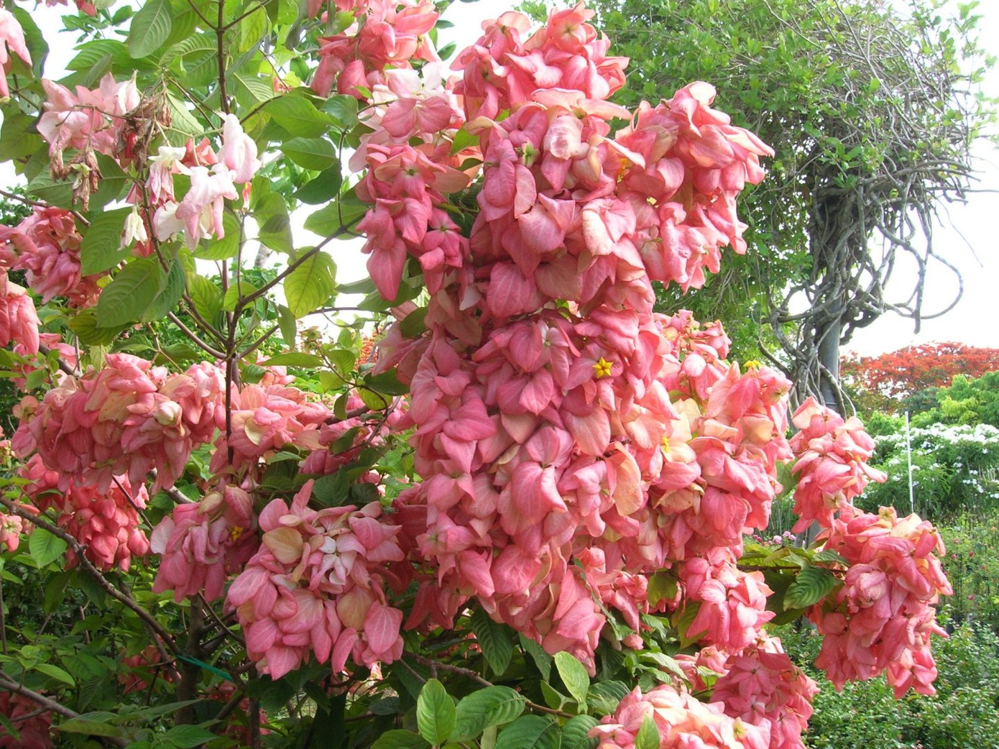 Mussaenda erythrophylla 'Rosea' (Pink Flag Bush2) - Richard Lyons ...
