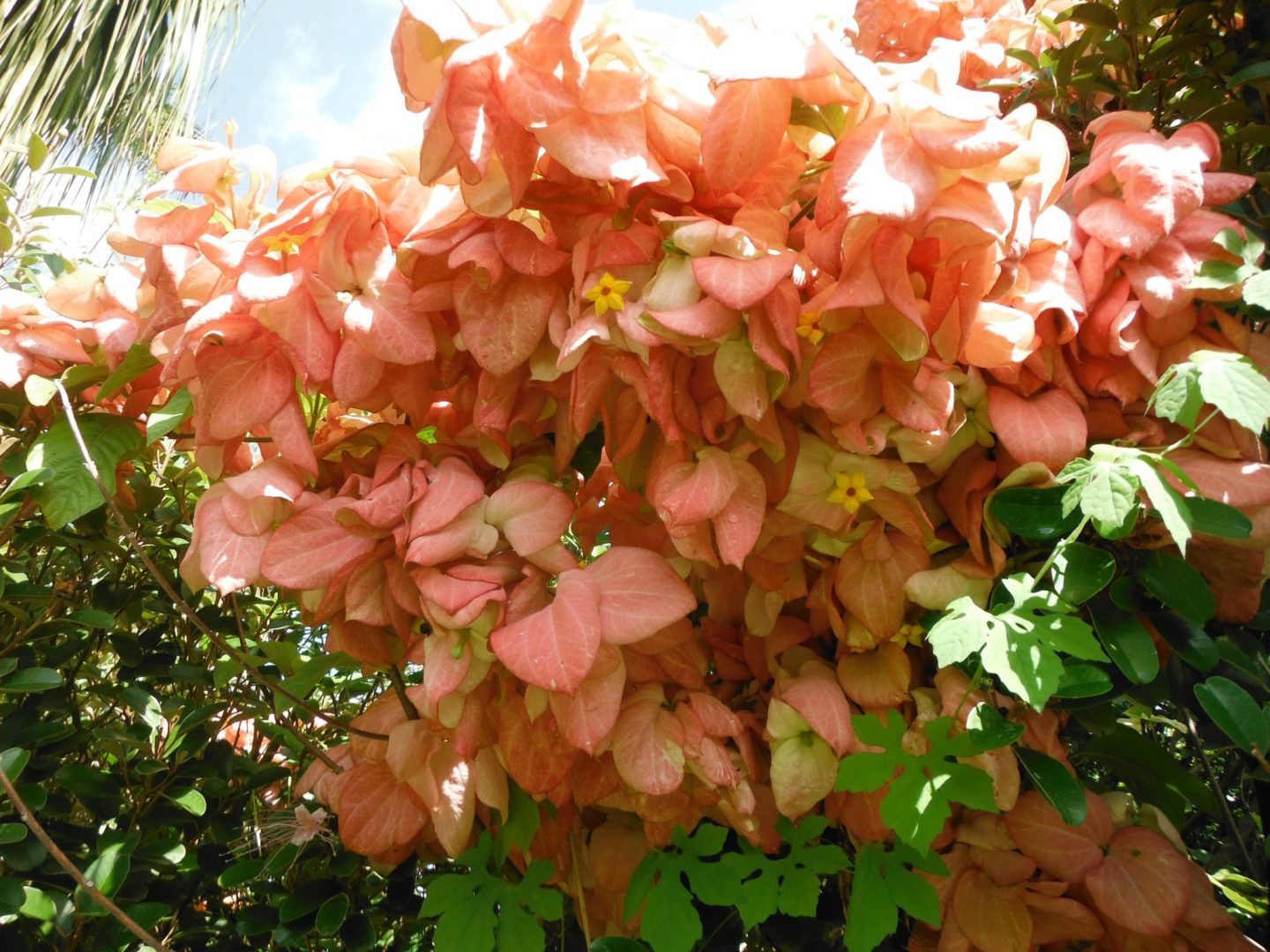 Mussaenda erythrophylla 'Rosea'(Pink Mussaenda4) - Richard Lyons ...