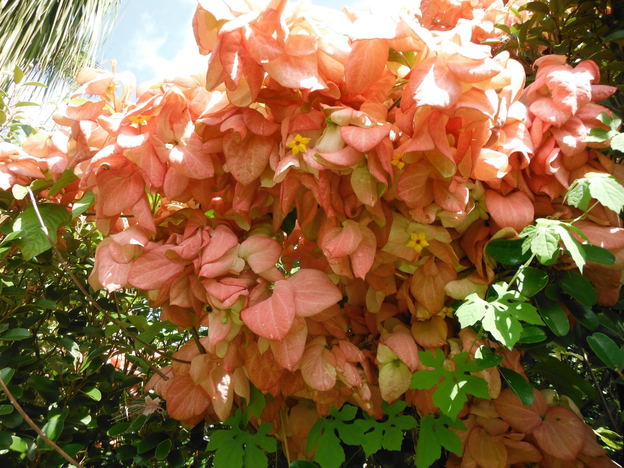 Mussaenda erythrophylla 'Rosea'(Pink Mussaenda4) - Richard Lyons ...