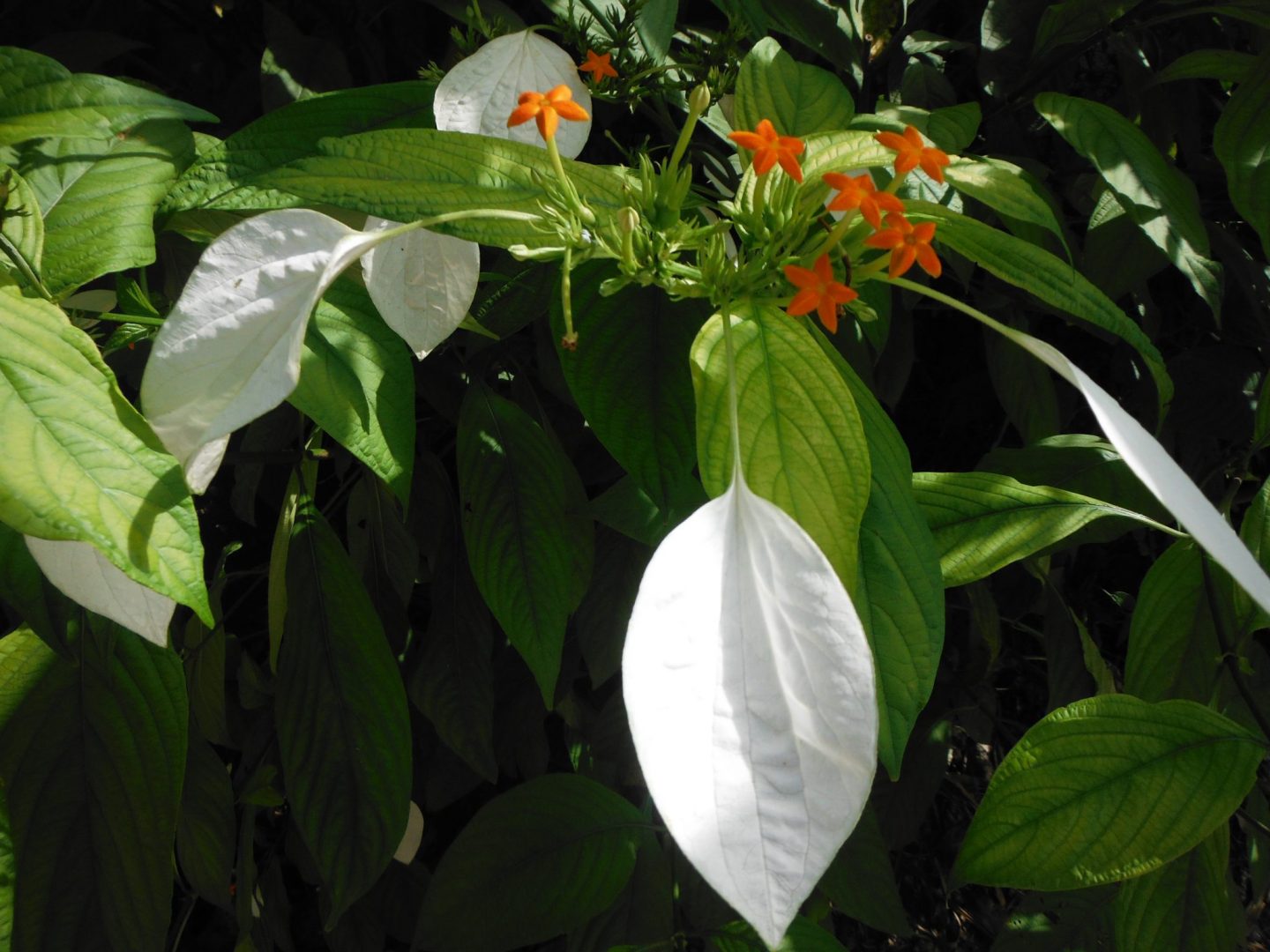 Mussaenda frondosa(Dhobi Tree) - Richard Lyons Nursery, Inc.