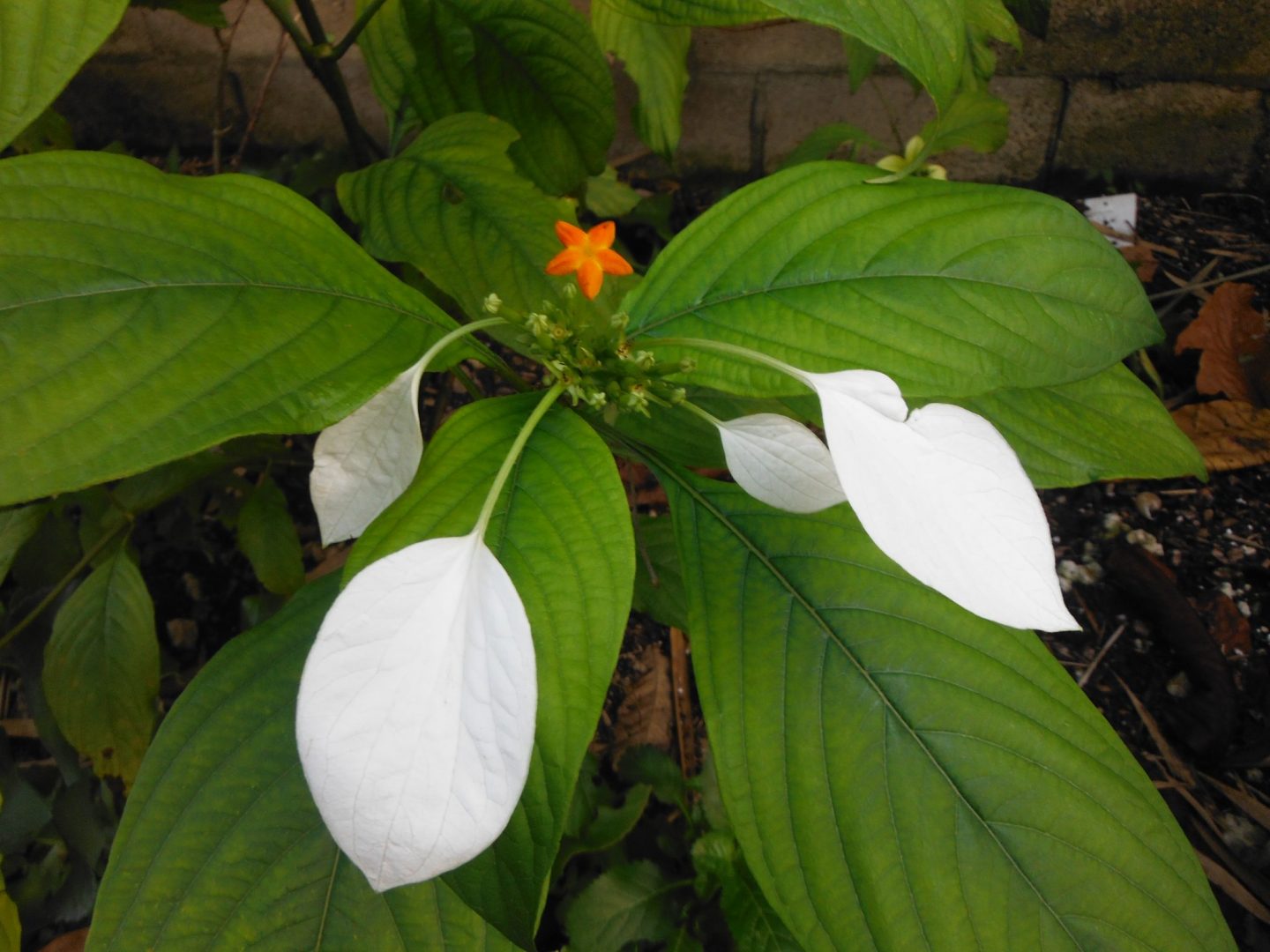Mussaenda frondosa(Dhobi Tree) - Richard Lyons Nursery, Inc.