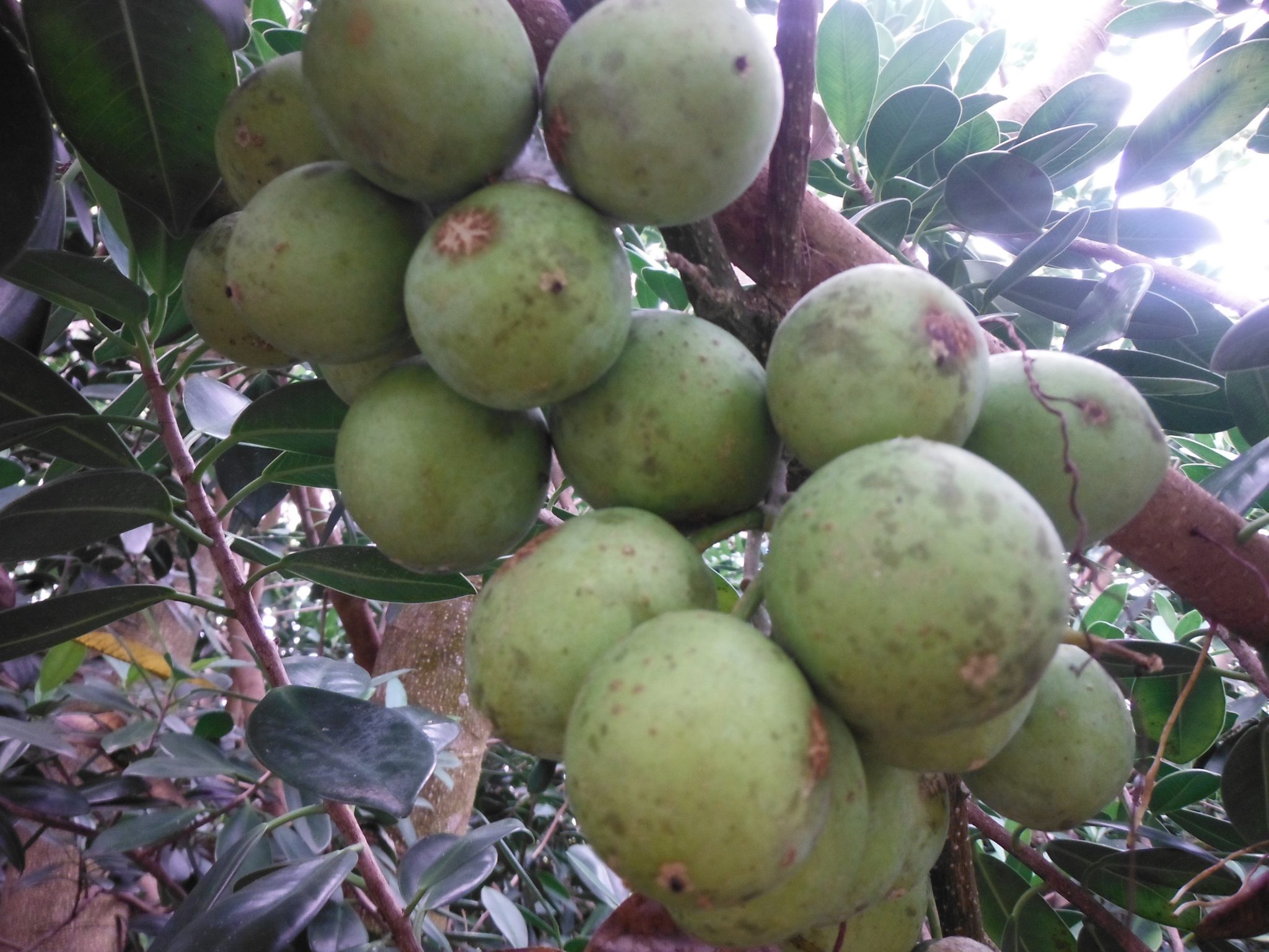 Casimiroa edulis(White Sapote1) (2) - Richard Lyons Nursery, Inc.