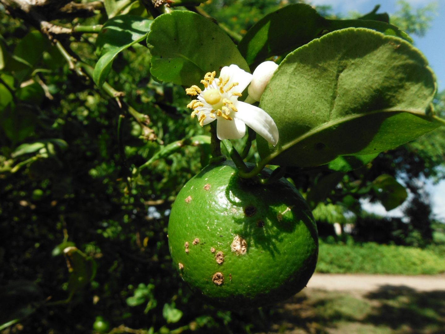 Citrus aurantiifolia(Key Lime) - Richard Lyons Nursery, Inc.