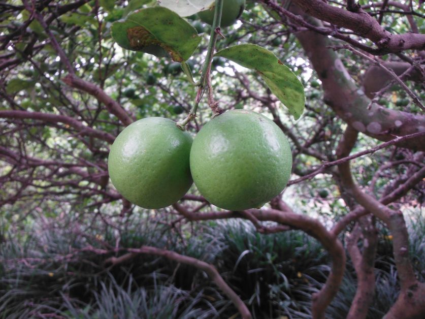 Citrus aurantiifolia(Key Lime4) - Richard Lyons Nursery, Inc.