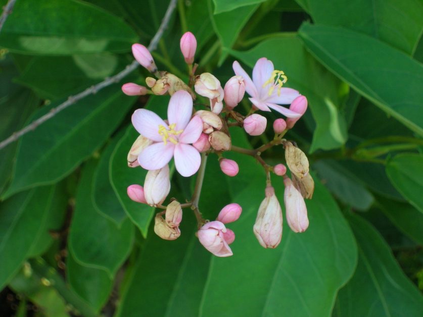 Jatropha integerrima (Peregrina Tree Light Pink) - Richard Lyons ...