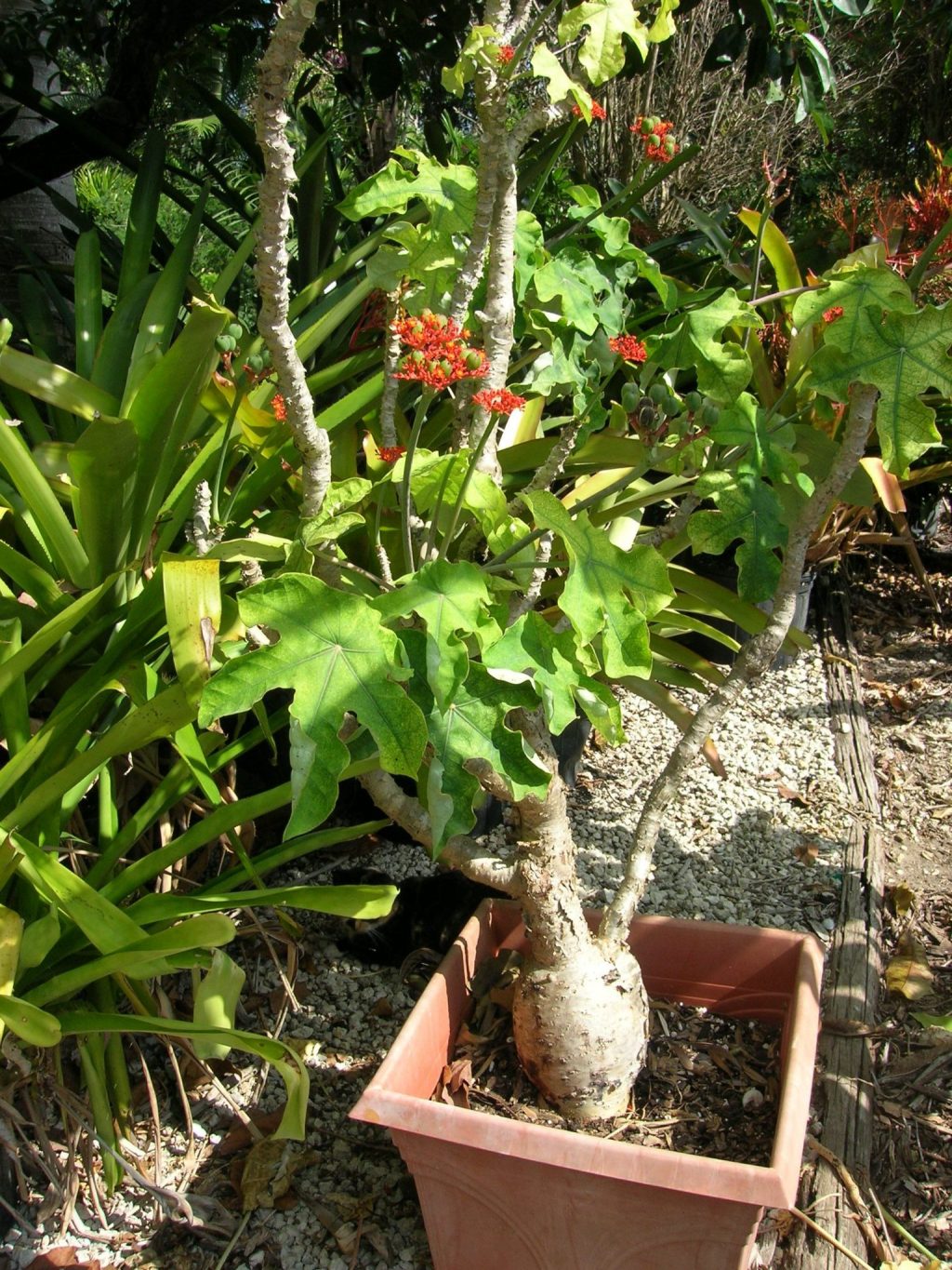 Under The Jakfruit Tree - Richard Lyons Nursery, Inc.
