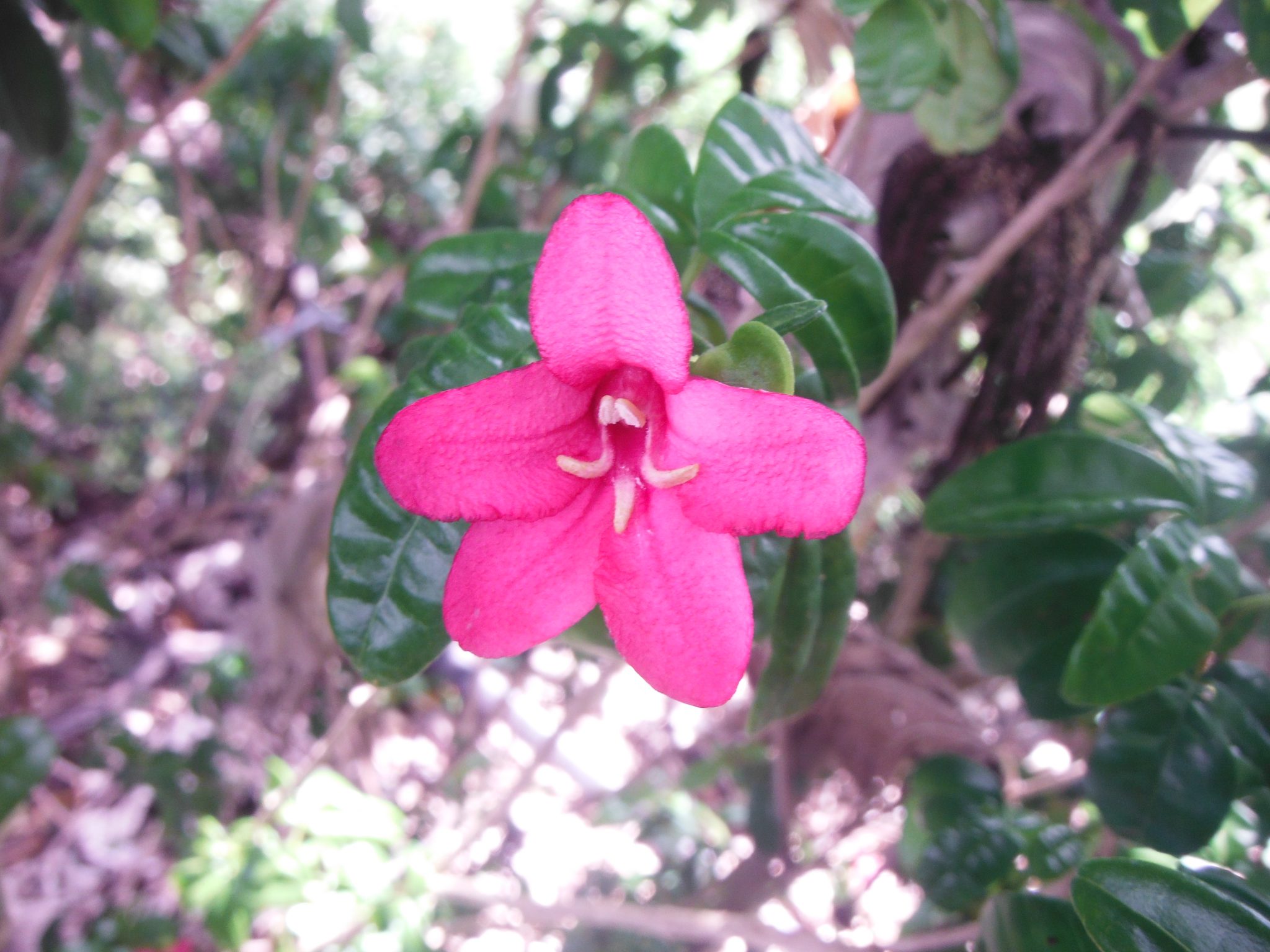 Ravenia spectabilis(Limonia) - Richard Lyons Nursery, Inc.