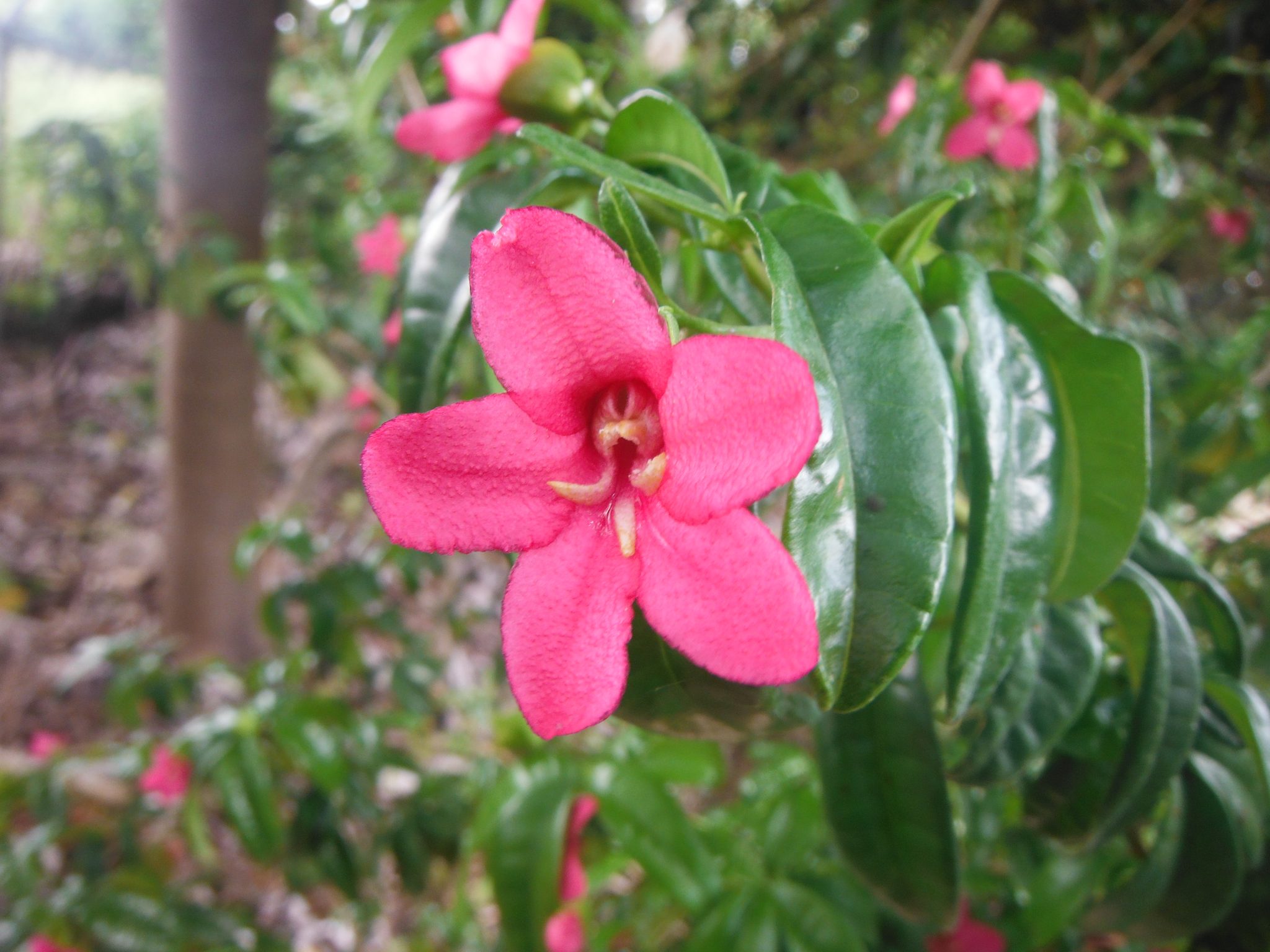 Ravenia spectabilis(Limonia4) - Richard Lyons Nursery, Inc.