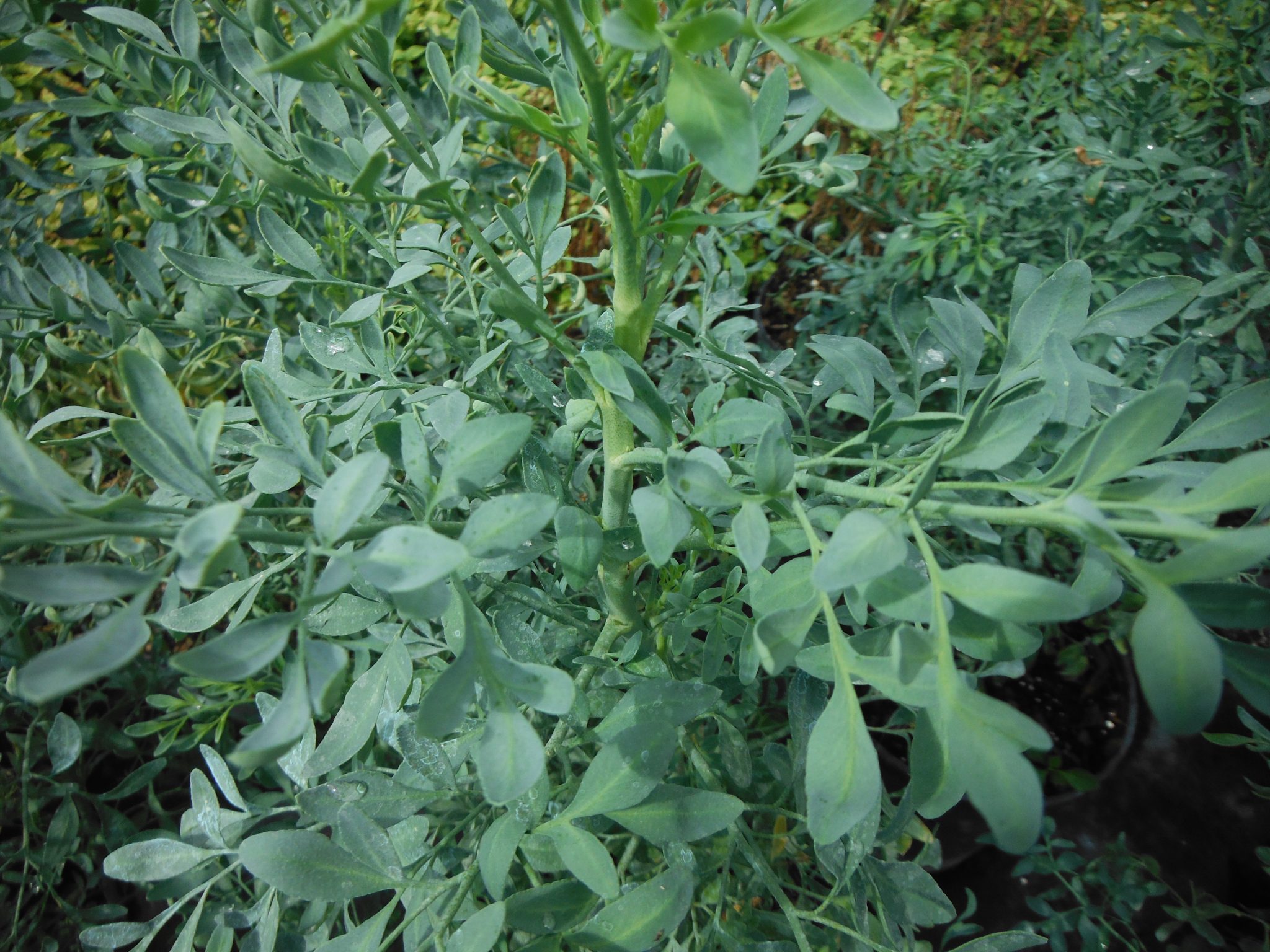 Ruta graveolens(Common Rue) - Richard Lyons Nursery, Inc.