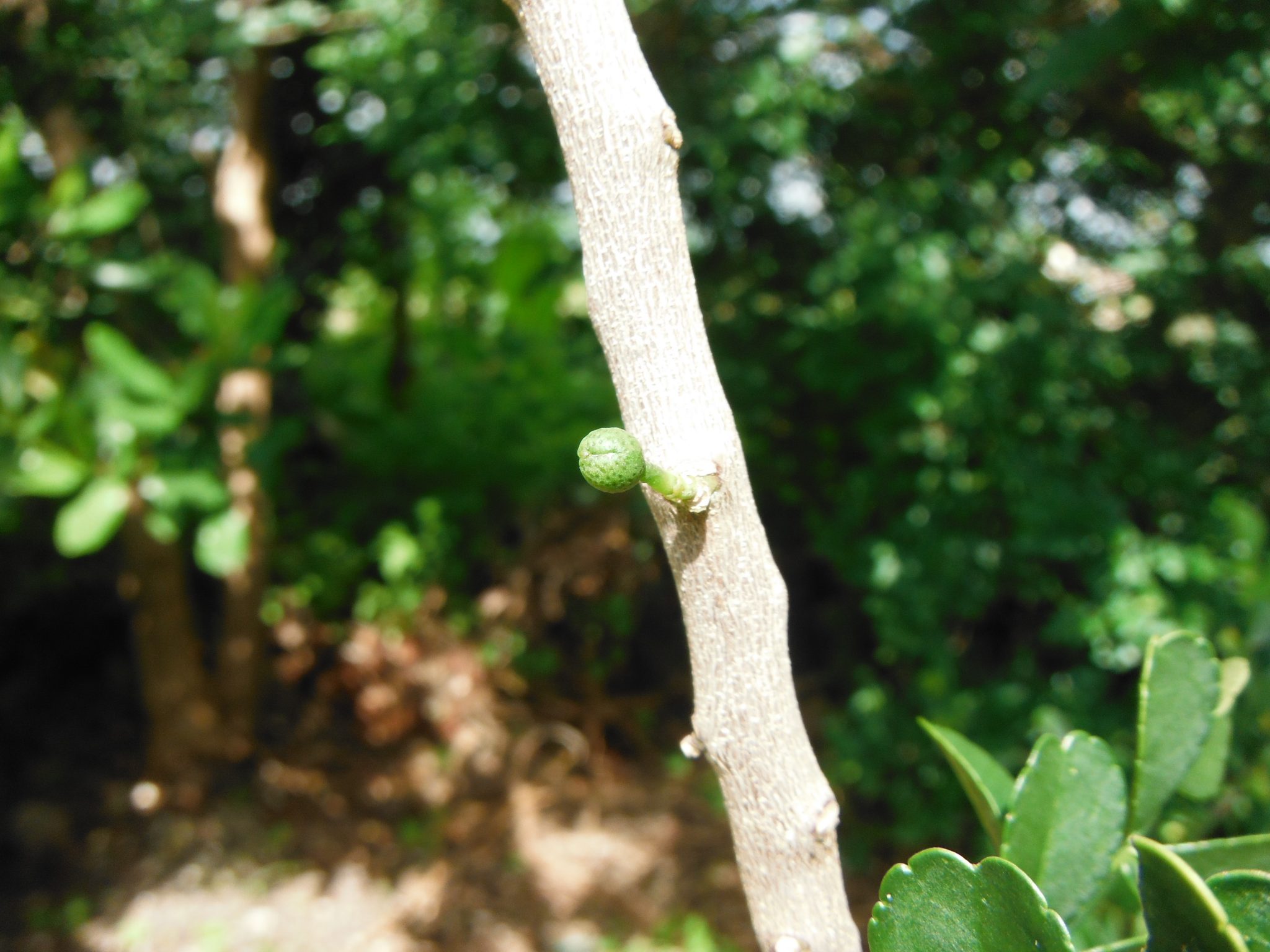 Zanthoxylum fagara(Wild Lime) - Richard Lyons Nursery, Inc.