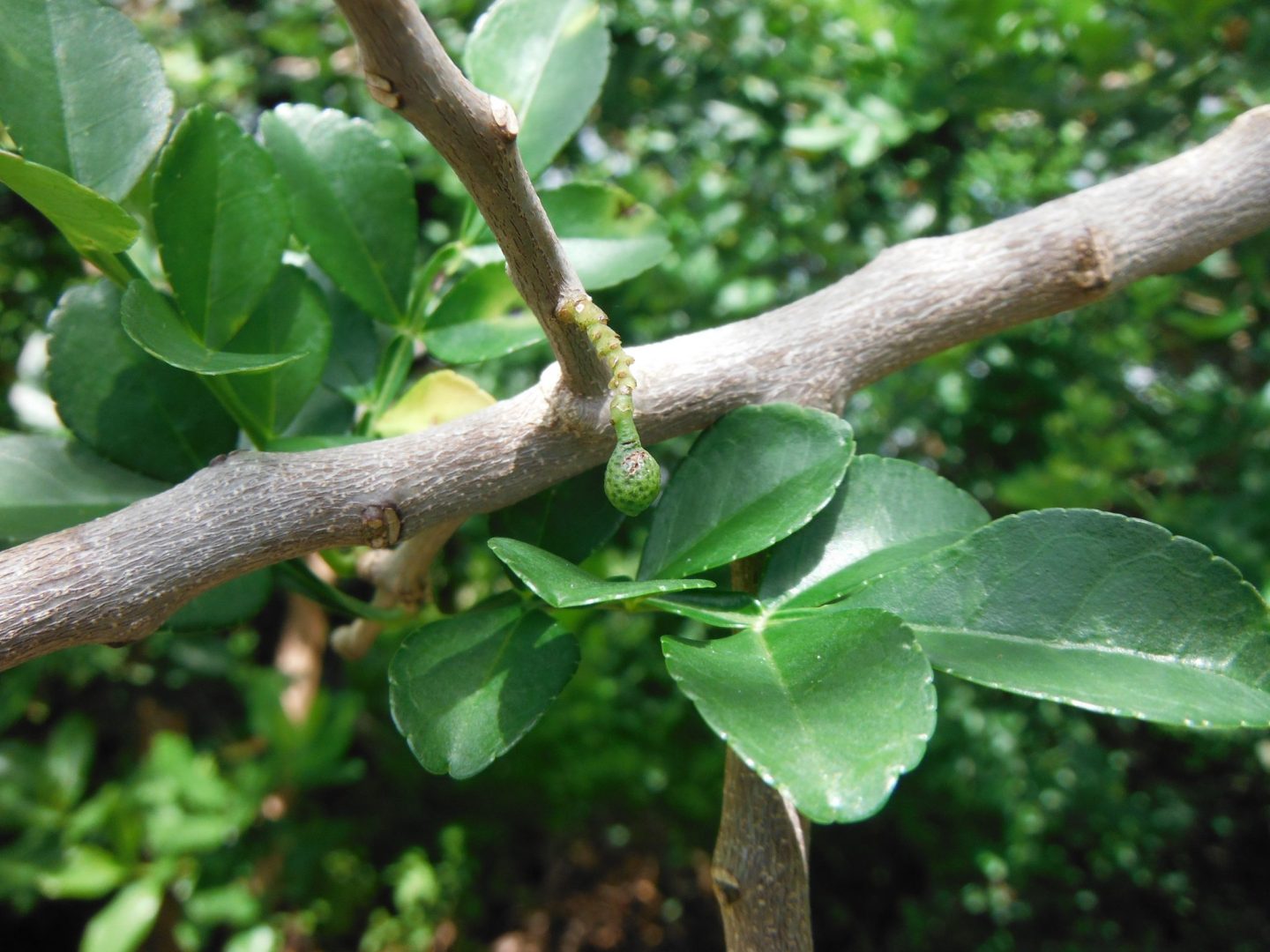 Zanthoxylum fagara(Wild Lime1) - Richard Lyons Nursery, Inc.