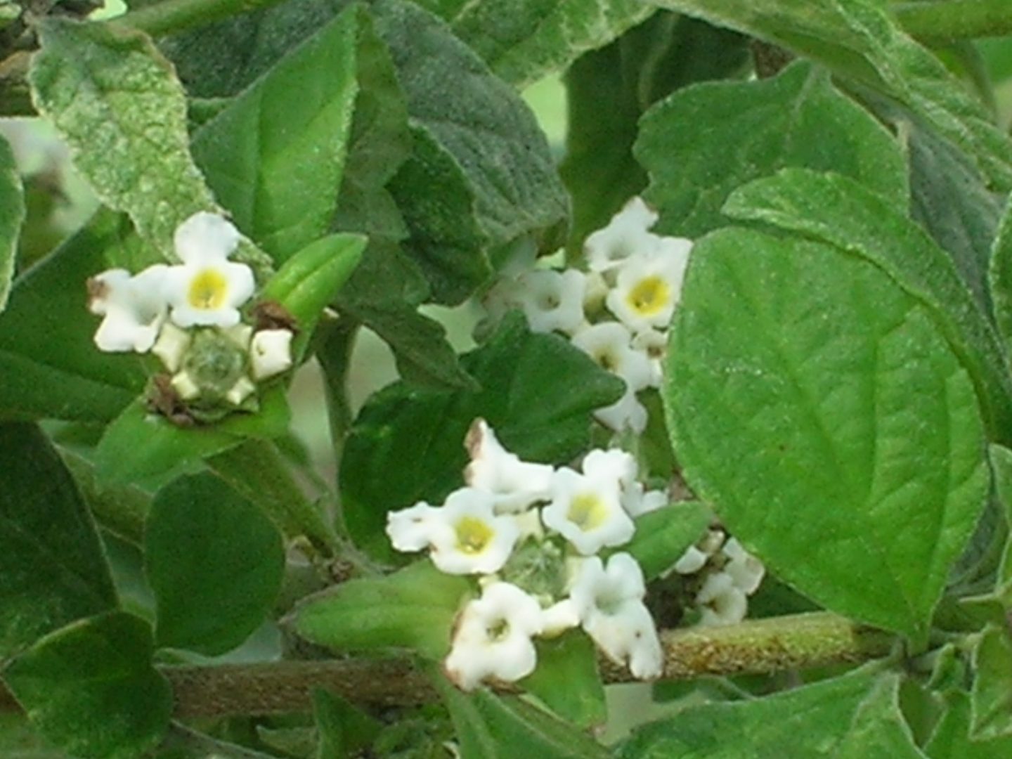 Florida Native Lantana - Richard Lyons Nursery, Inc.