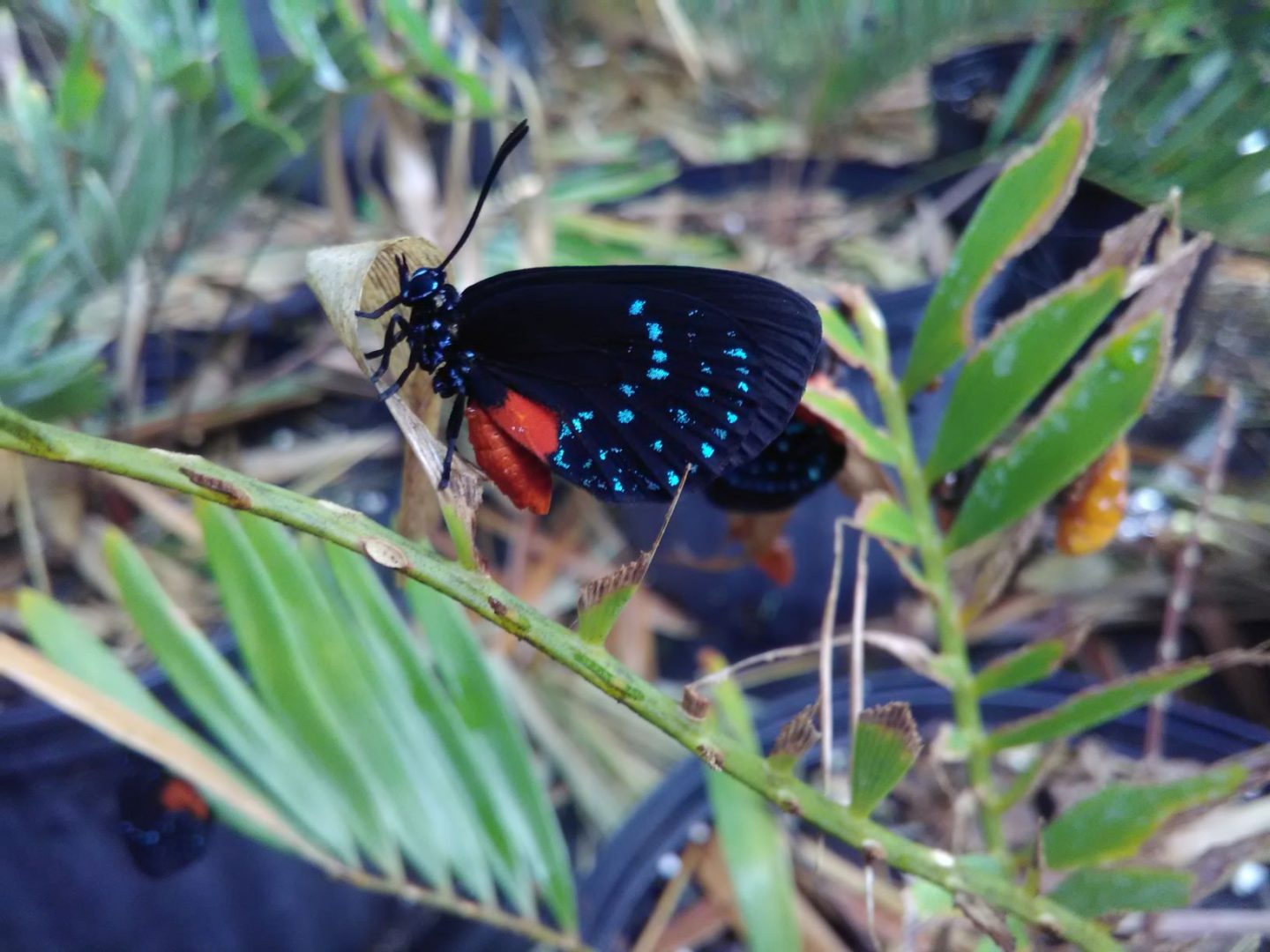 Under The Jakfruit Tree - Richard Lyons Nursery, Inc.