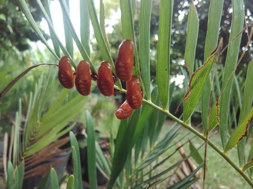 Atala Butterfly Chrysalis - Richard Lyons Nursery, Inc.