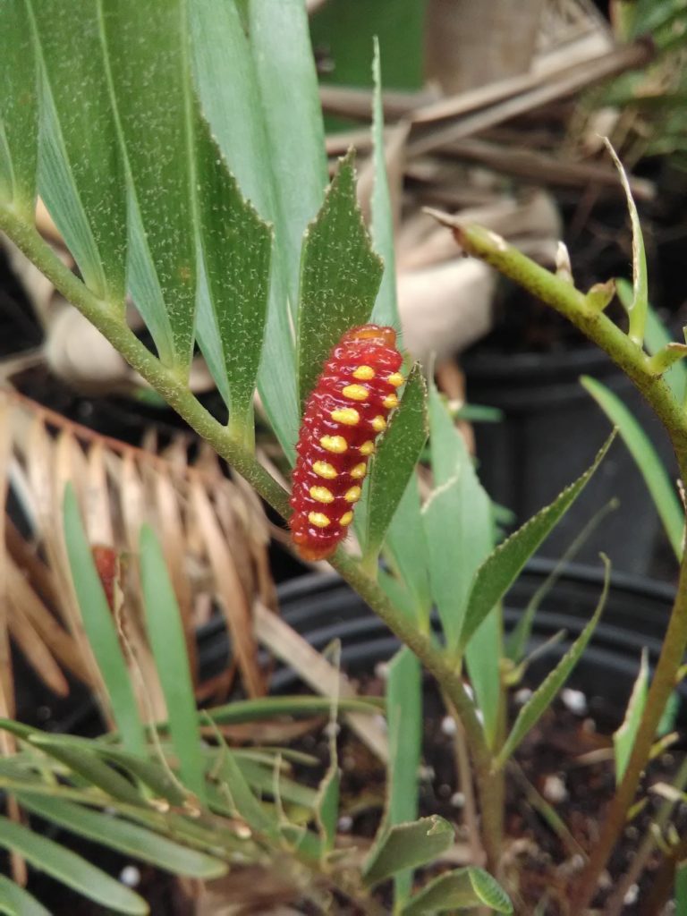 Atala Butterfly Larva (1) - Richard Lyons Nursery, Inc.