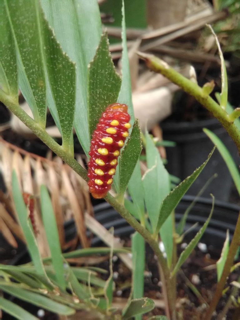Atala Butterfly Larva - Richard Lyons Nursery, Inc.