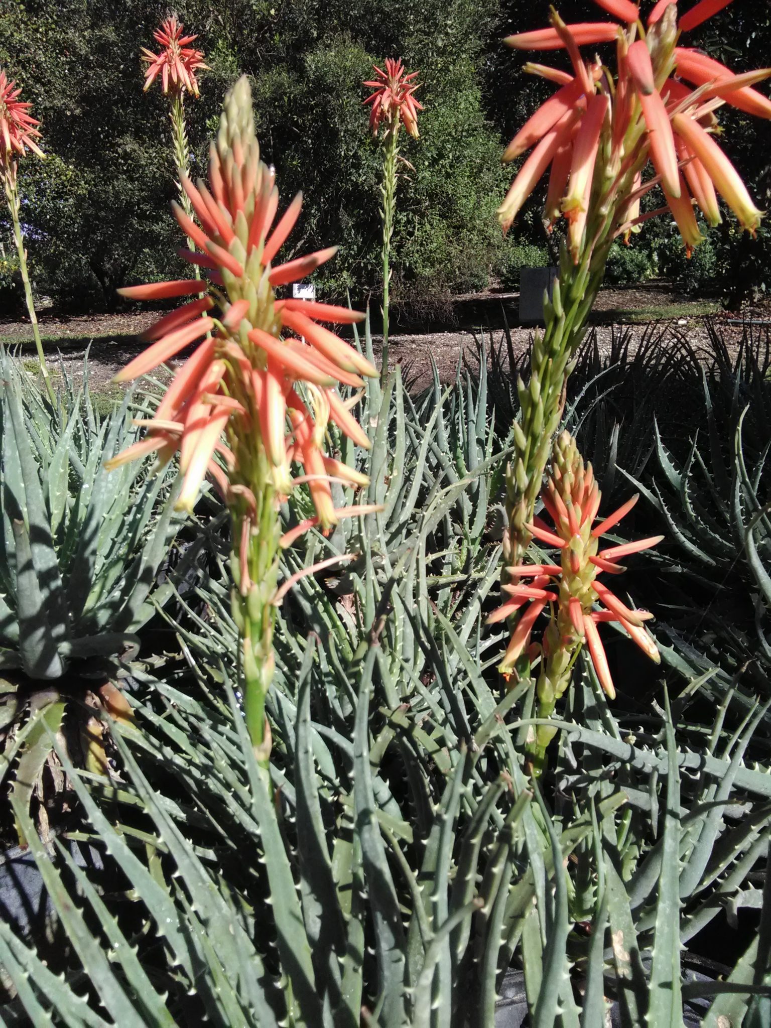 Aloe humilis(Hedgehog Aloe1) - Richard Lyons Nursery, Inc.