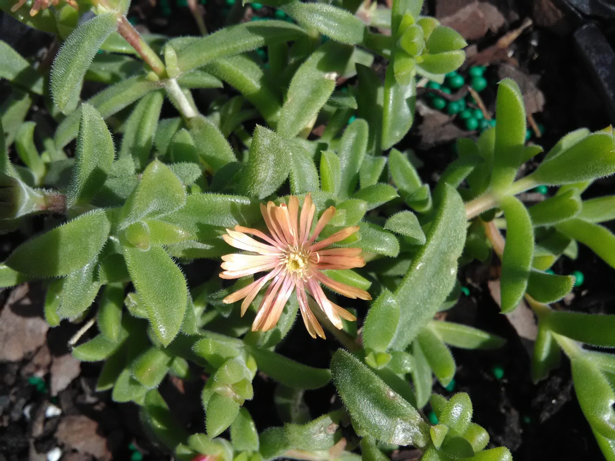 Delasperma cooperi(Orange Ice Plant2) - Richard Lyons Nursery, Inc.