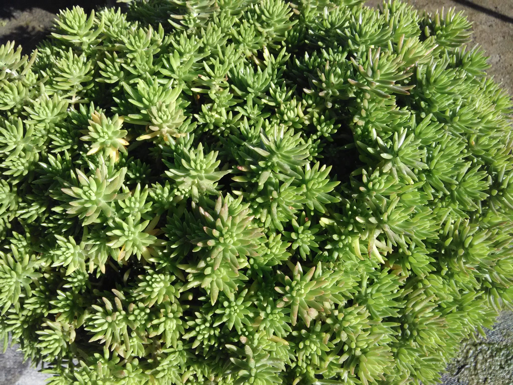 Sedum mexicanum 'Green Mound'(Green mound Stonecrop) - Richard Lyons ...