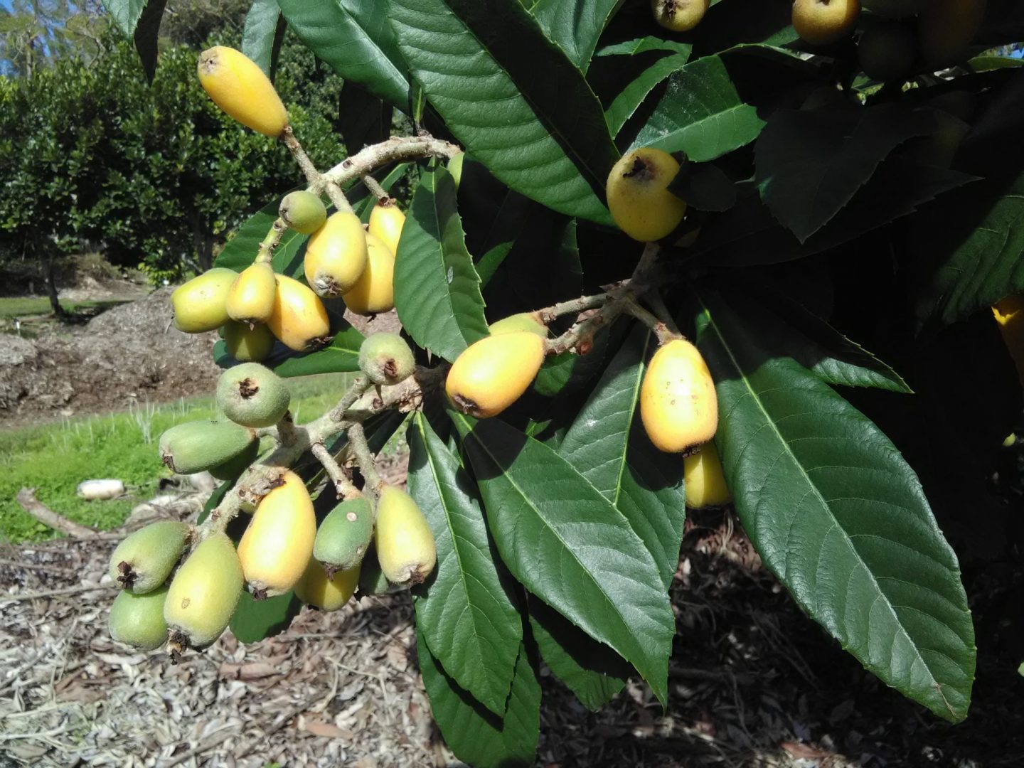 Under The Jakfruit Tree - Richard Lyons Nursery, Inc.