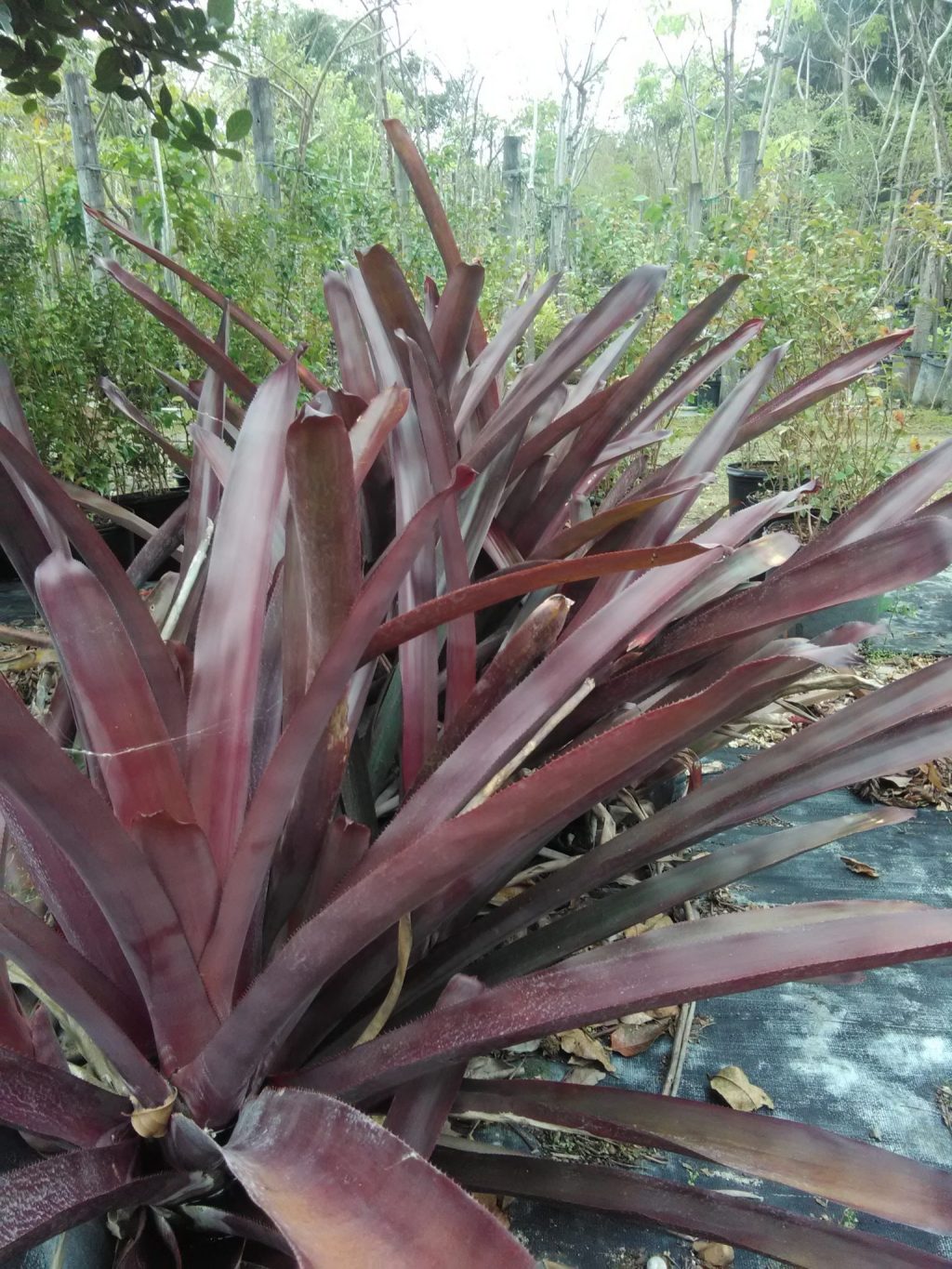 Aechmea 'Marcelino'(Bromeliad) - Richard Lyons Nursery, Inc.