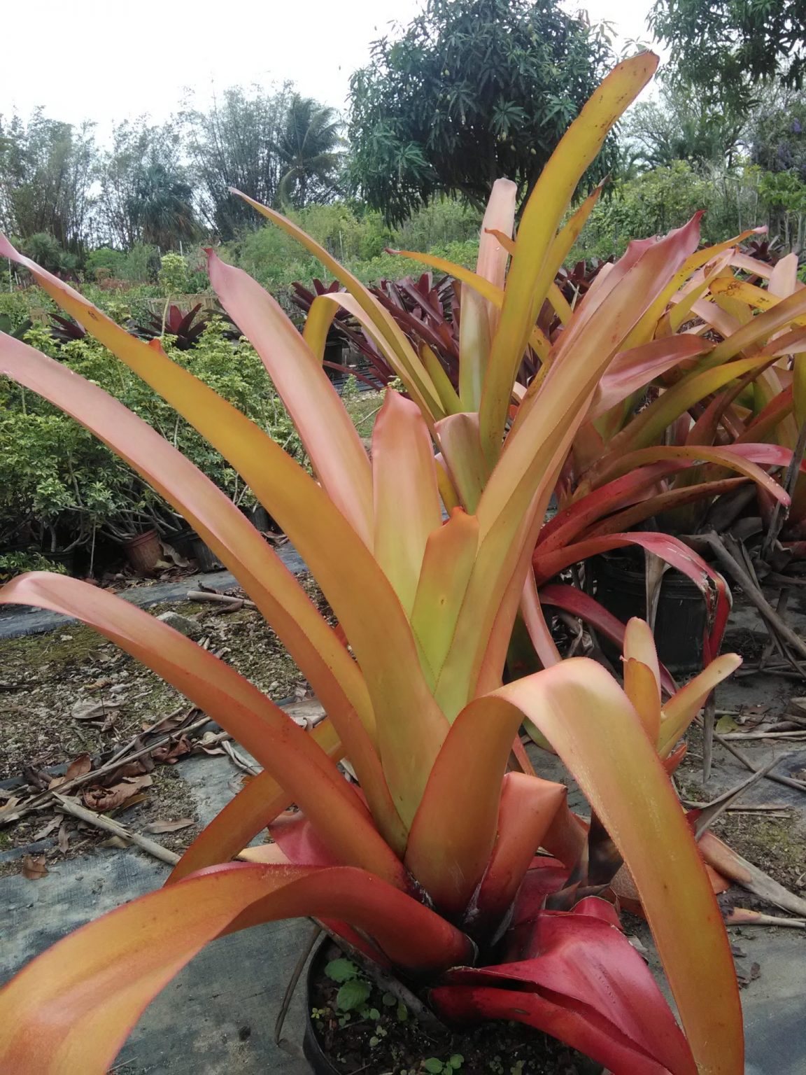 Aechmea blanchetiana(Bromeliad) - Richard Lyons Nursery, Inc.
