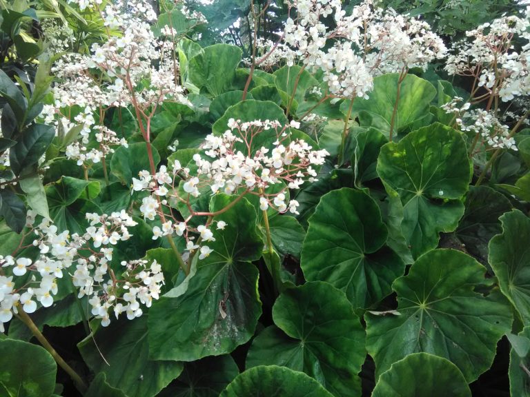Begonia popenoei (Popenoe Begonia) - Richard Lyons Nursery, Inc.