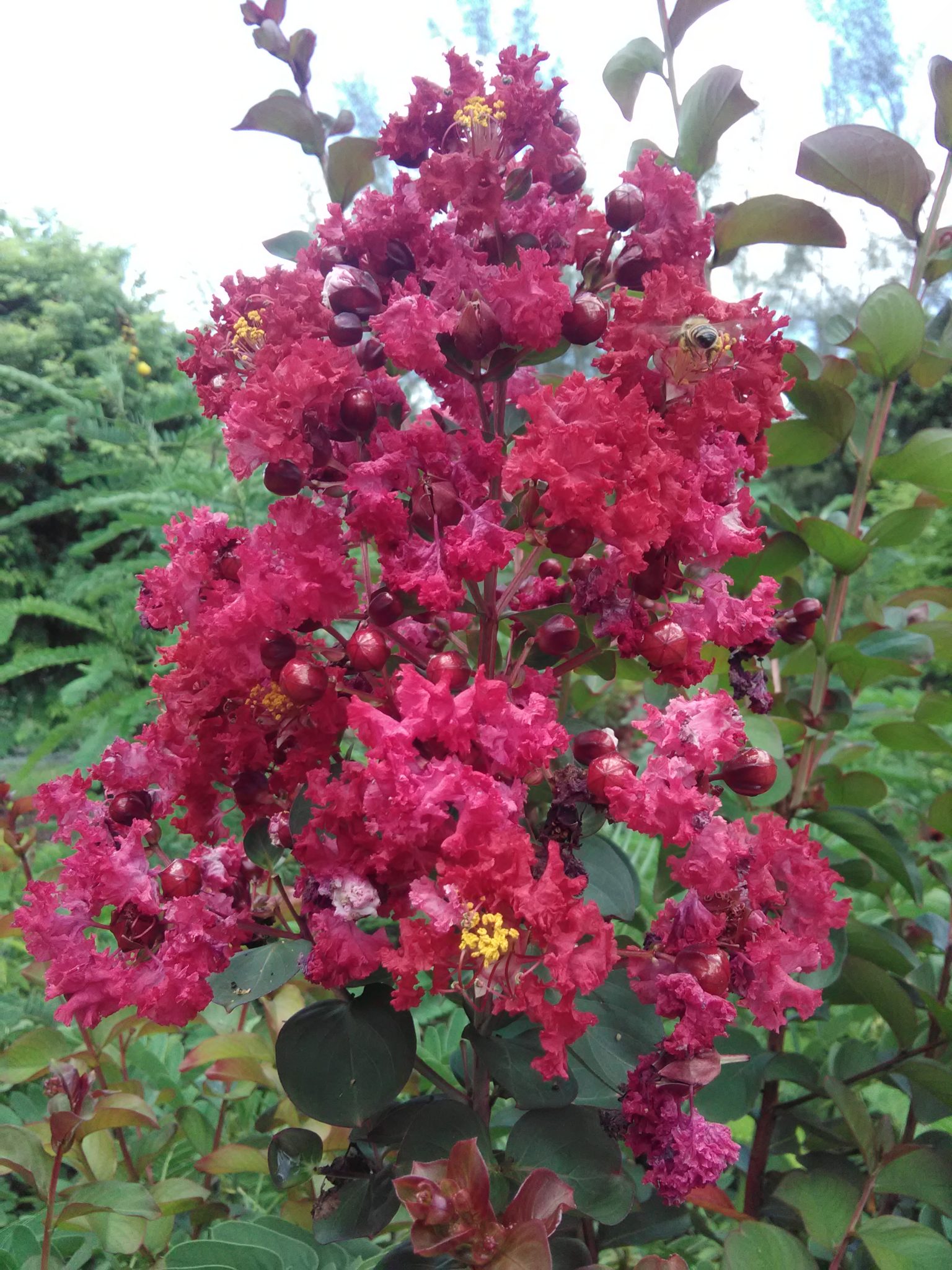 Lagerstroemia indica (Red Crepe Myrtle) - Richard Lyons Nursery, Inc.